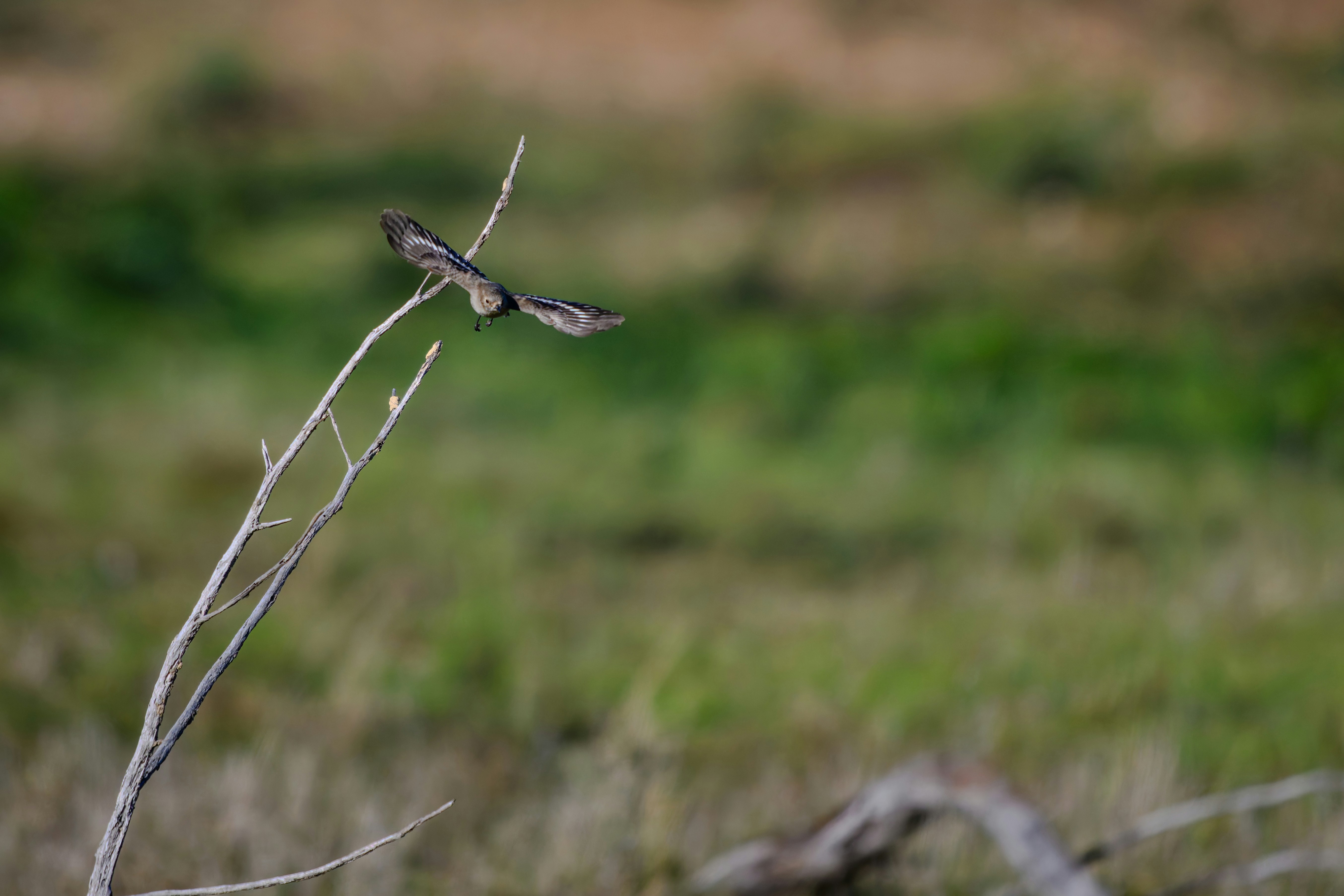 Winged Speaker on a Quiet Branch