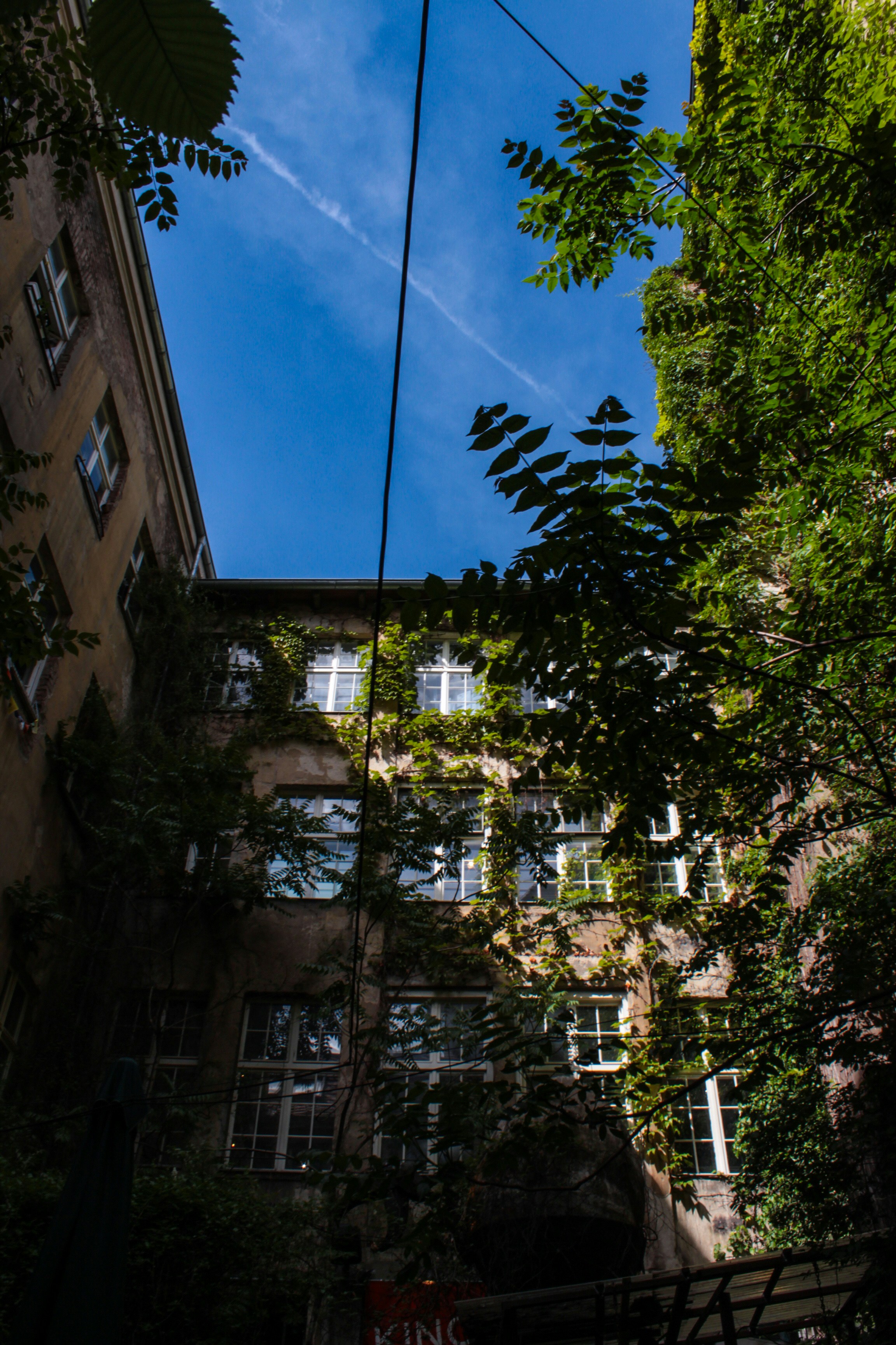 Sunlit Atrium Veil: Ivy-Covered Facade Reaching to the Sky