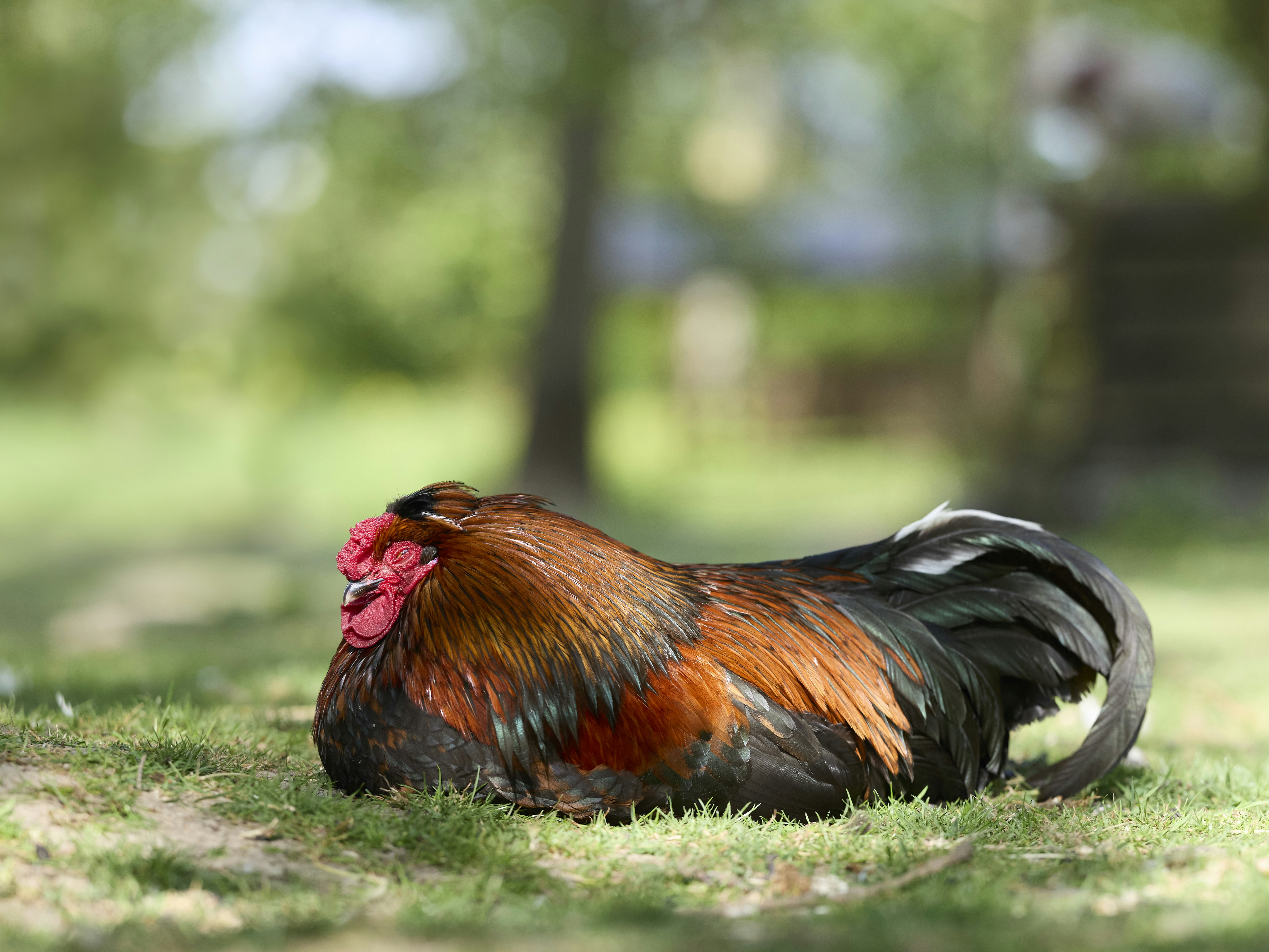 Colorful rooster resting on grass in dappled shade with a blurred background, showcasing detailed plumage and a calm demeanor.