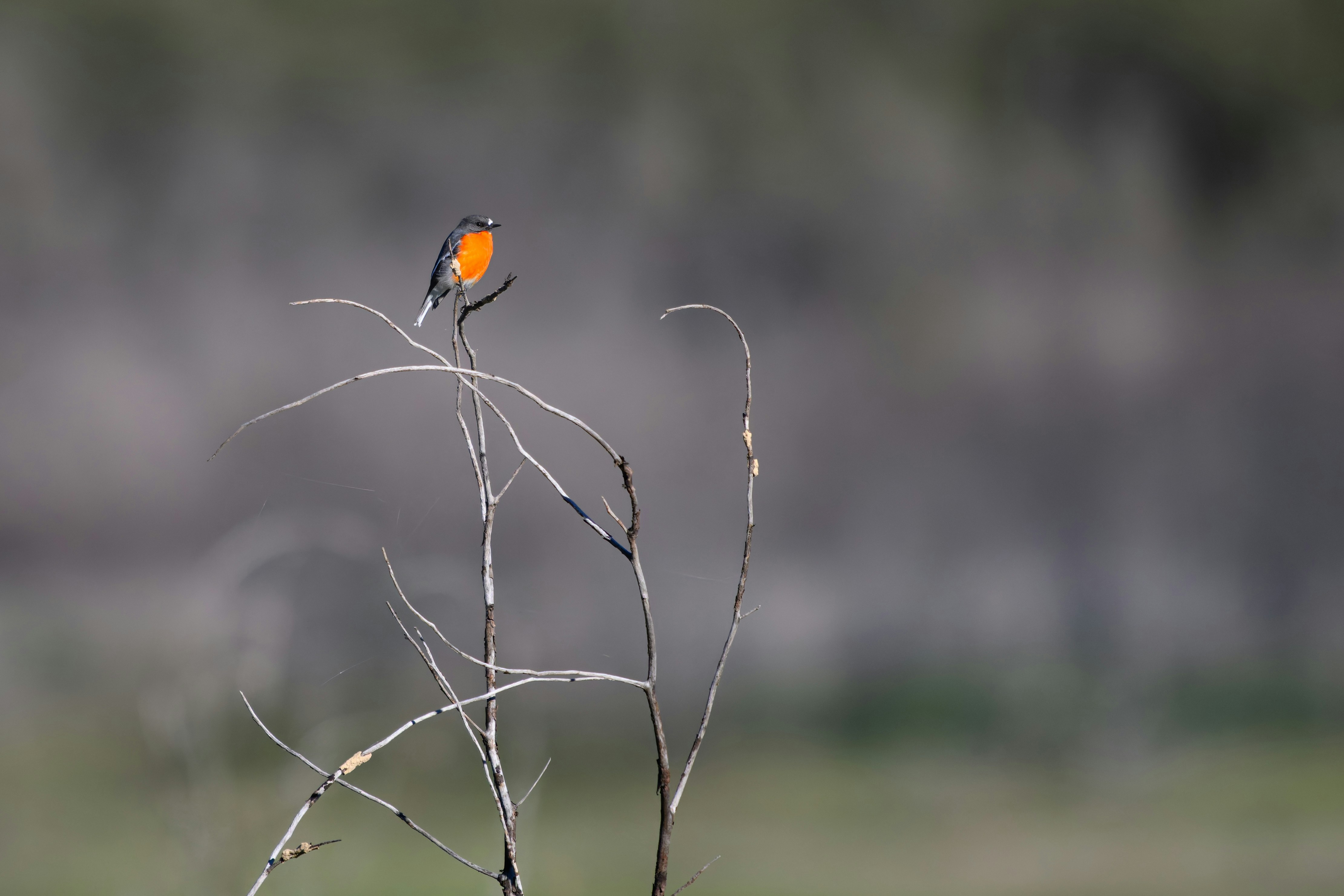 Scarlet Ember on a Twig: a lone bird against a softened backdrop
