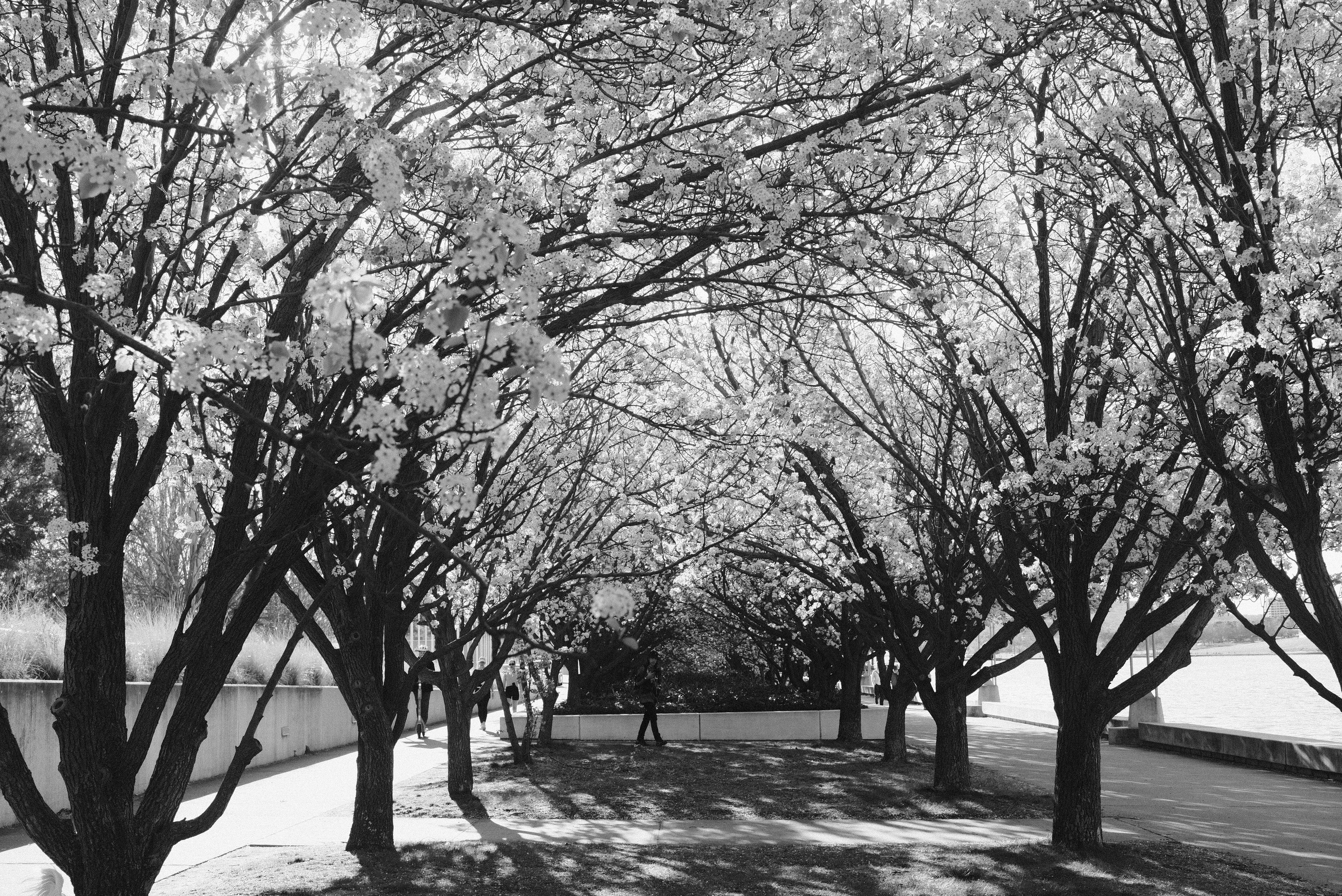 Sunlit Avenue of Silent Trees