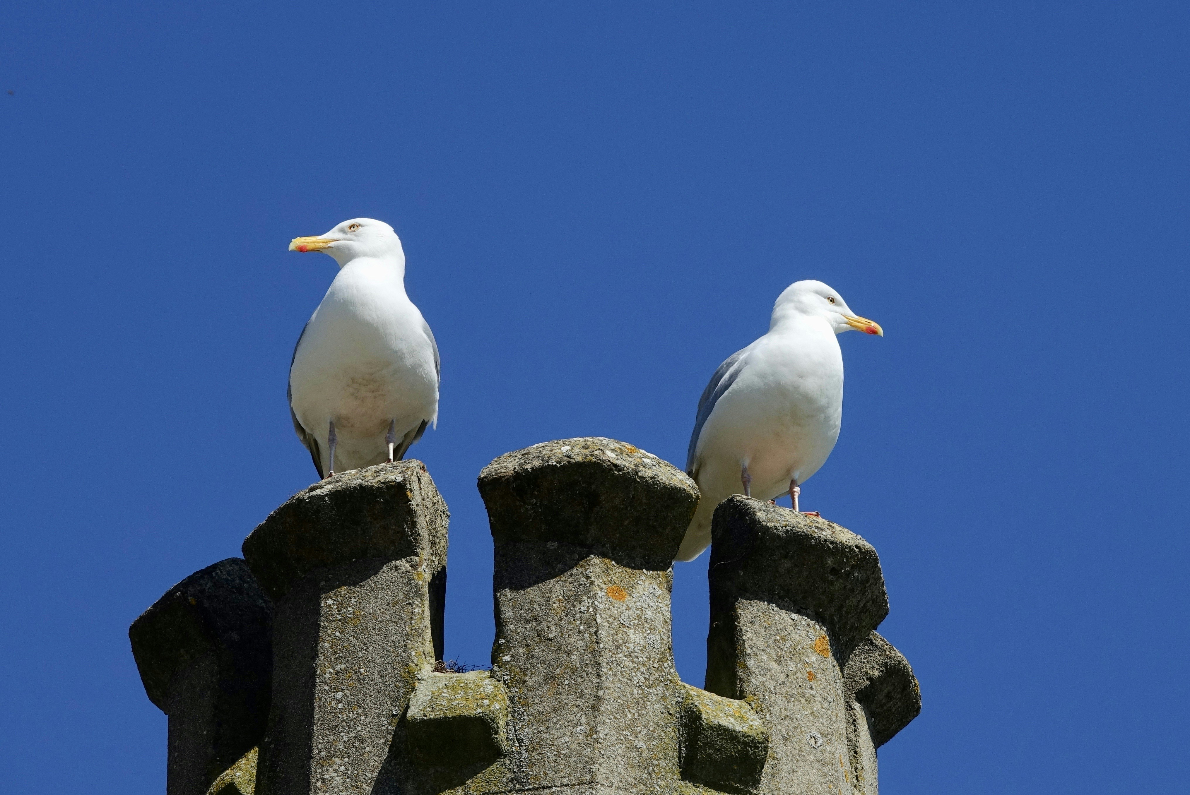 Seagulls Guard the Castle Turret Under a Cobalt Sky