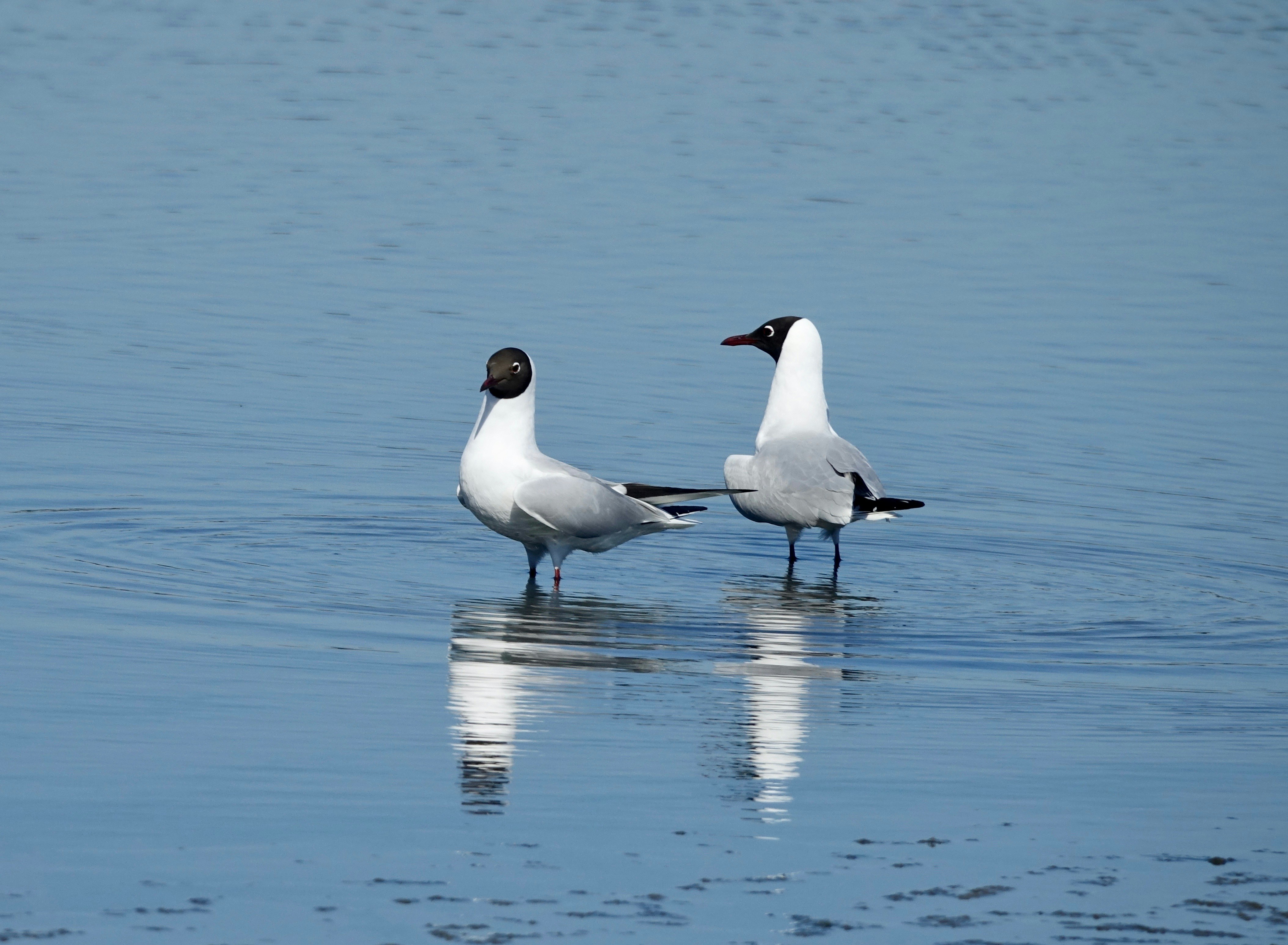 Two terns stand in shallow blue water, mirrored silhouettes visible beneath a clear sky. The scene captures a tranquil coastal moment with soft ripples and clean reflections.