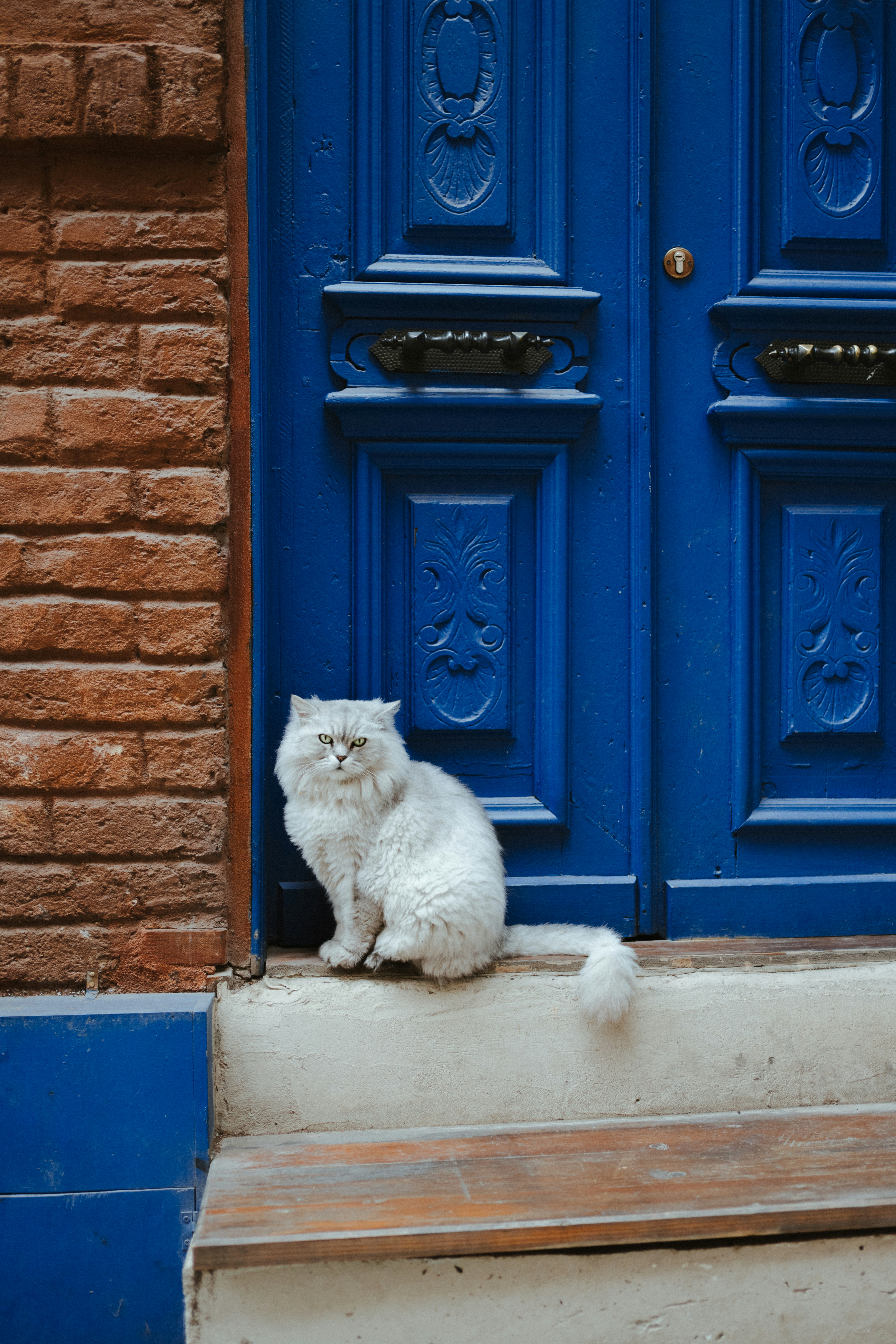 White Cat at the Foot of a Brilliant Blue Door