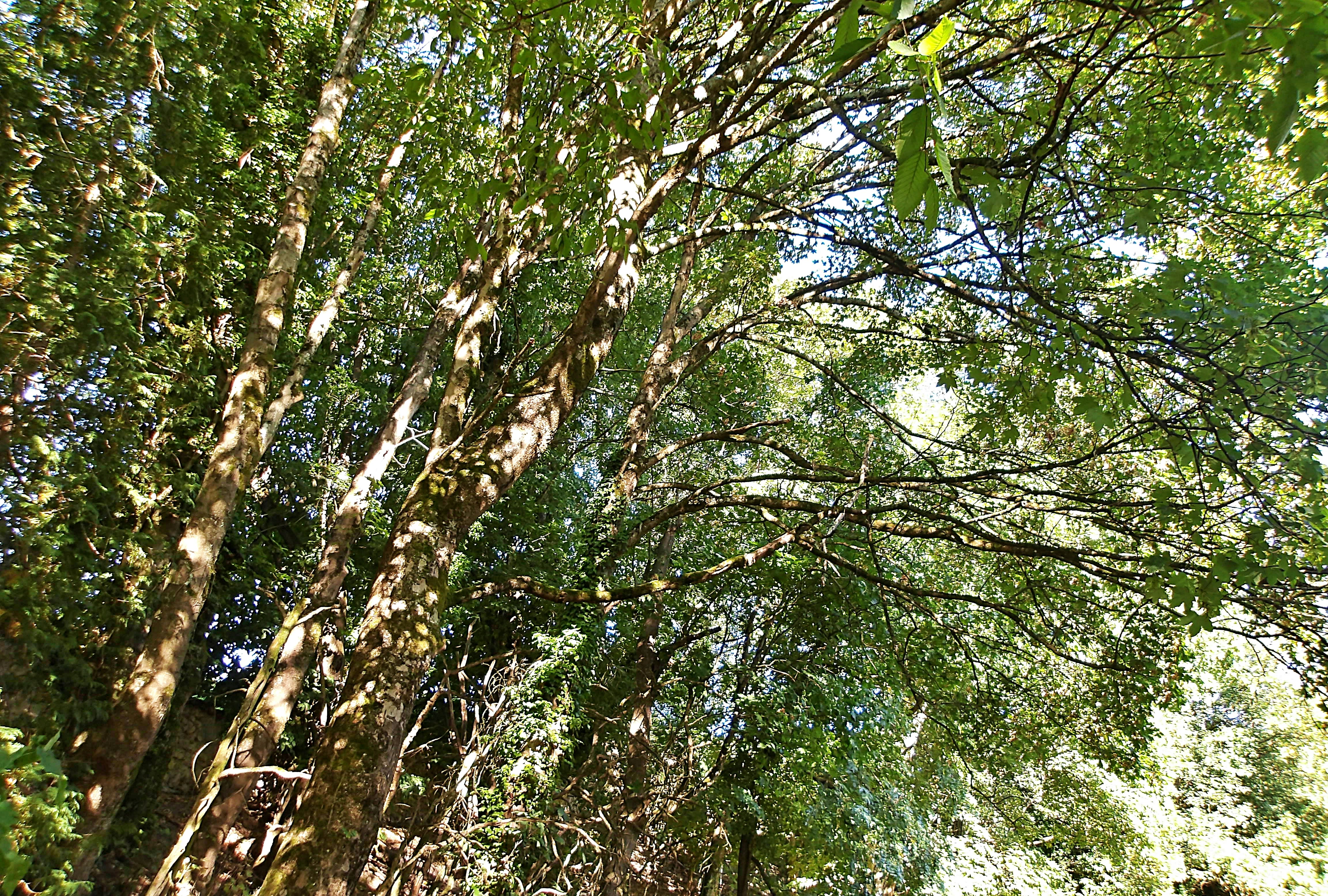 Sunlight threads through a dense grove, highlighting a mosaic of leaves and branches in a vibrant green canopy. An upward view emphasizes natural texture and depth at a forest edge.