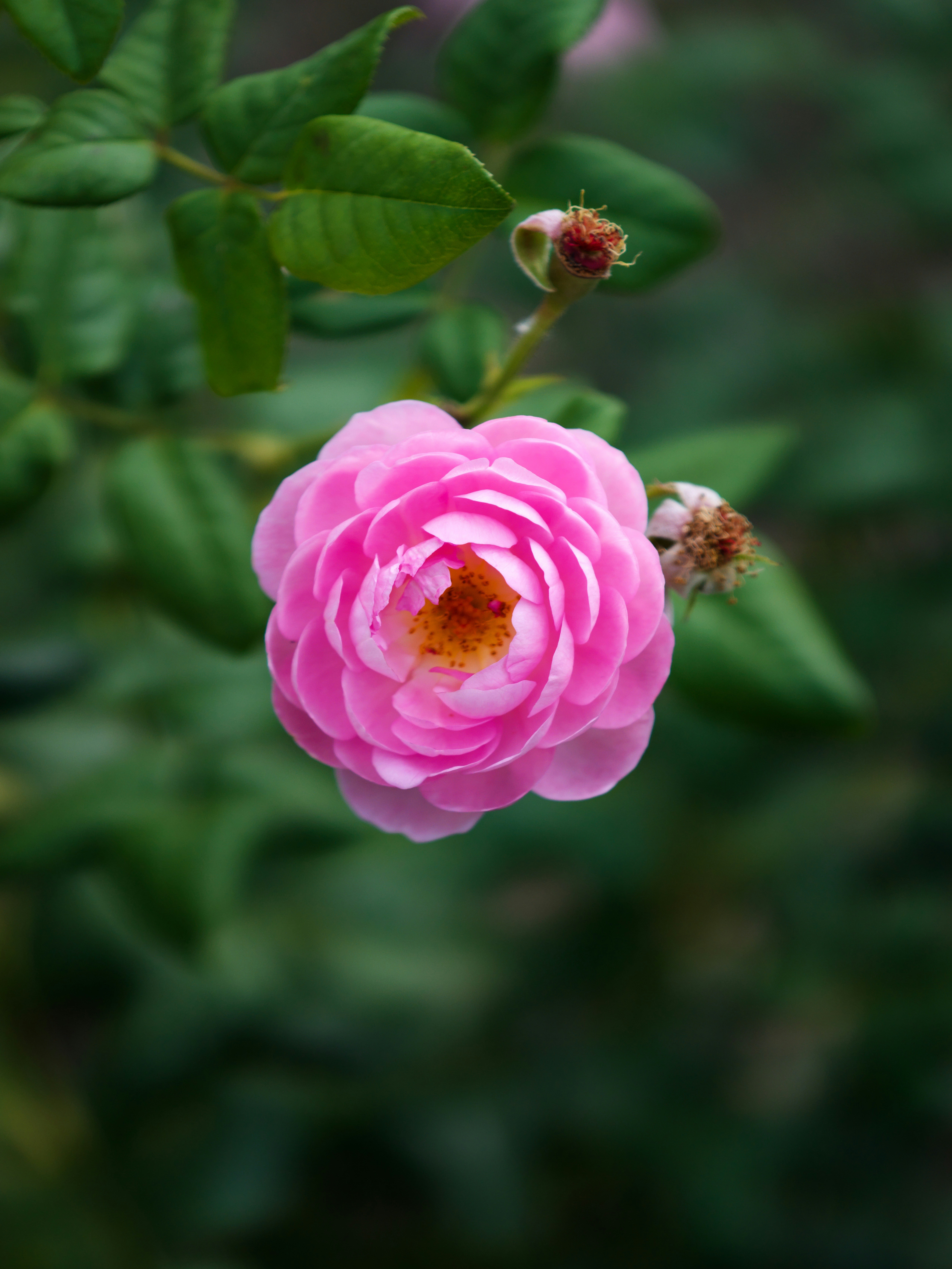 Pink Camellia Spotlight: Soft Petals in Focus
