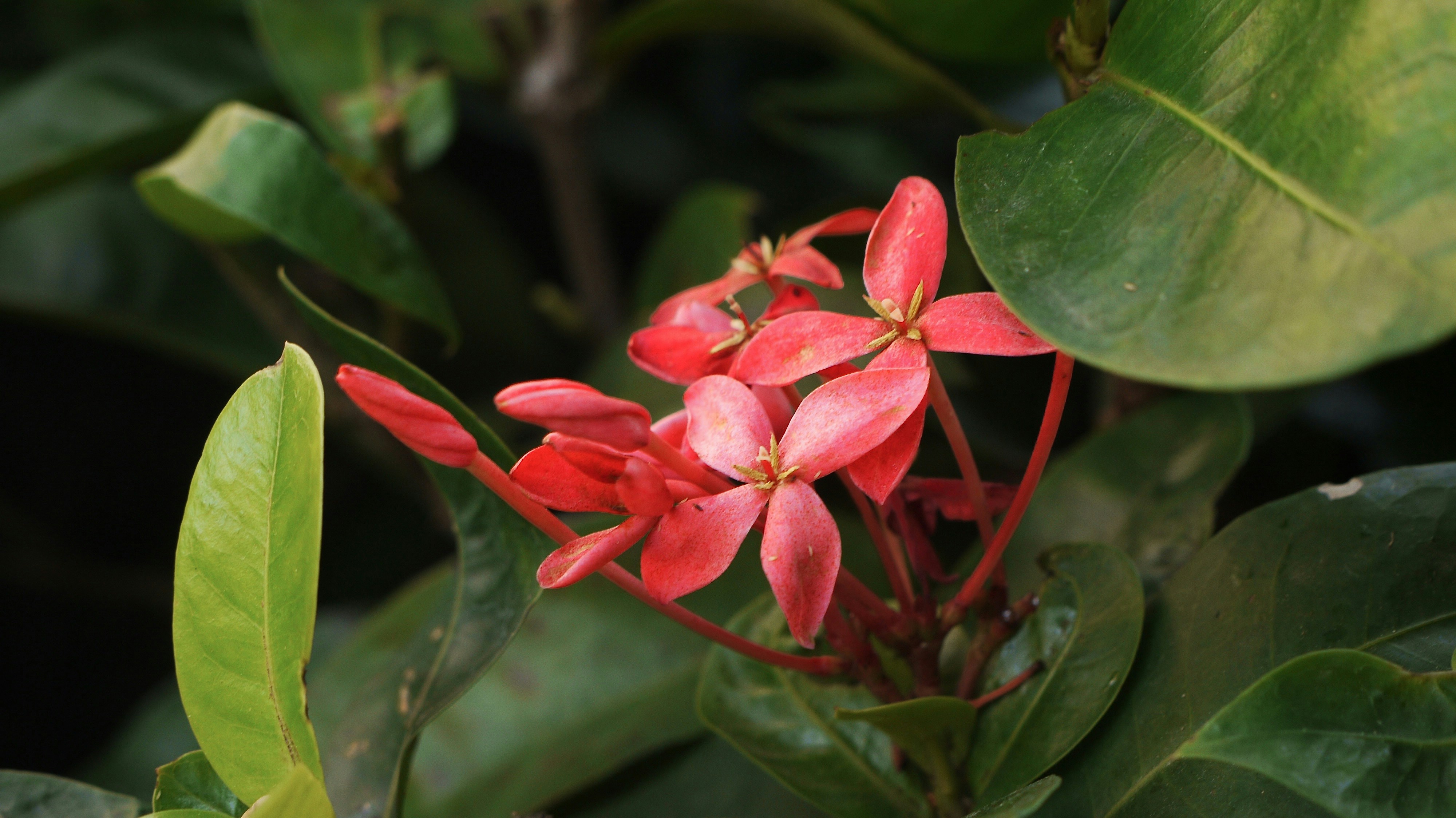 Red Passion: cluster of tropical flowers in vivid pinks against deep green foliage