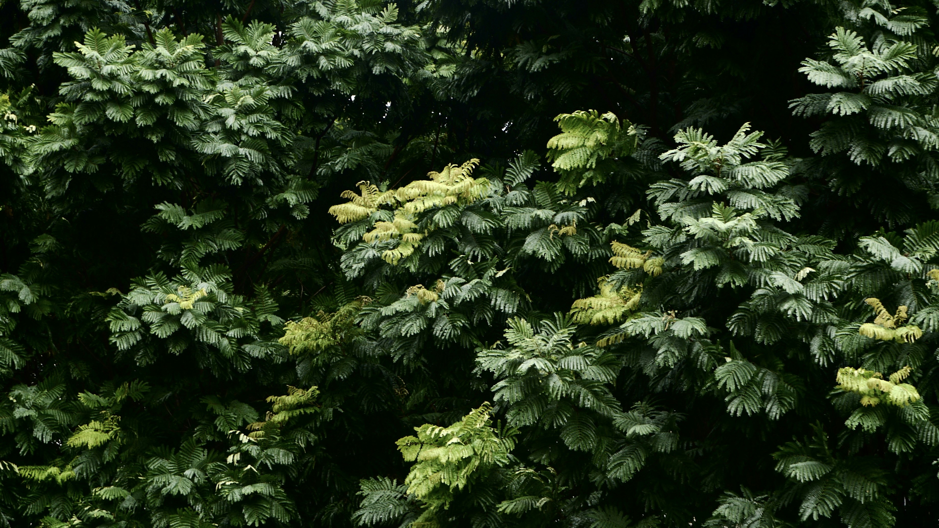 Emerald Canopy: A Dense Pine Foliage Frame