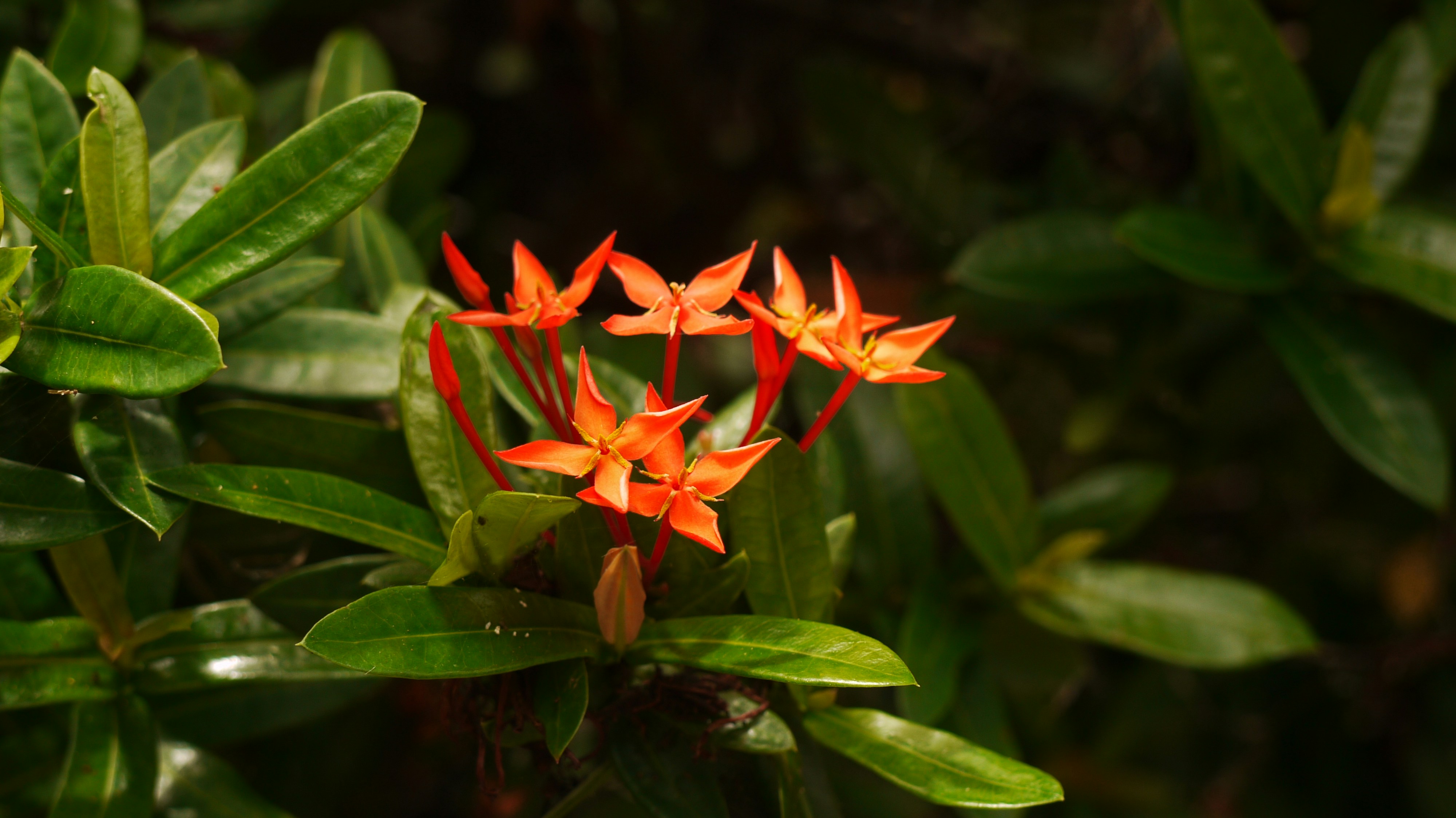 Bright Orange Ixora Burst Amid Deep Green Foliage