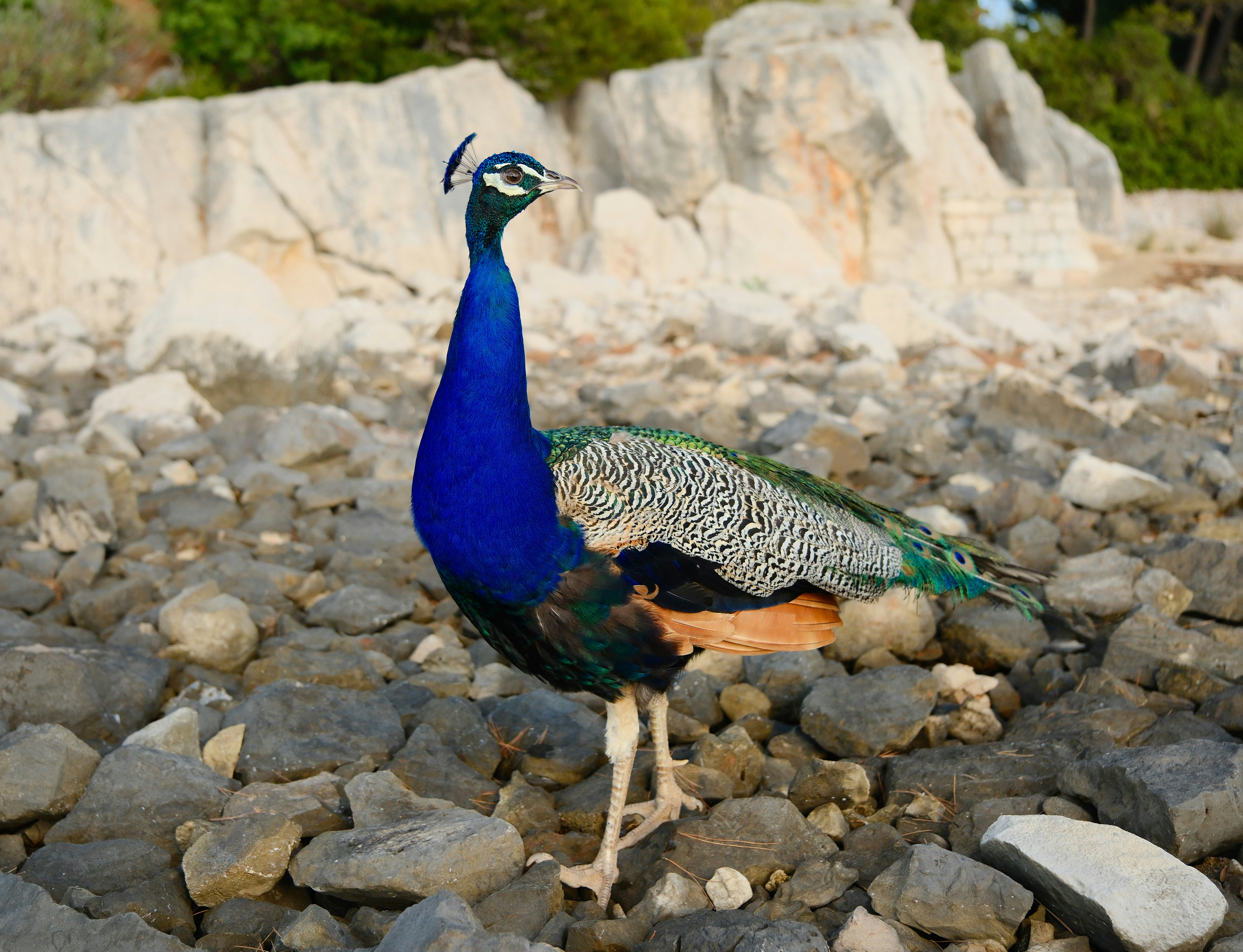  regal peacock among rocky shoreline