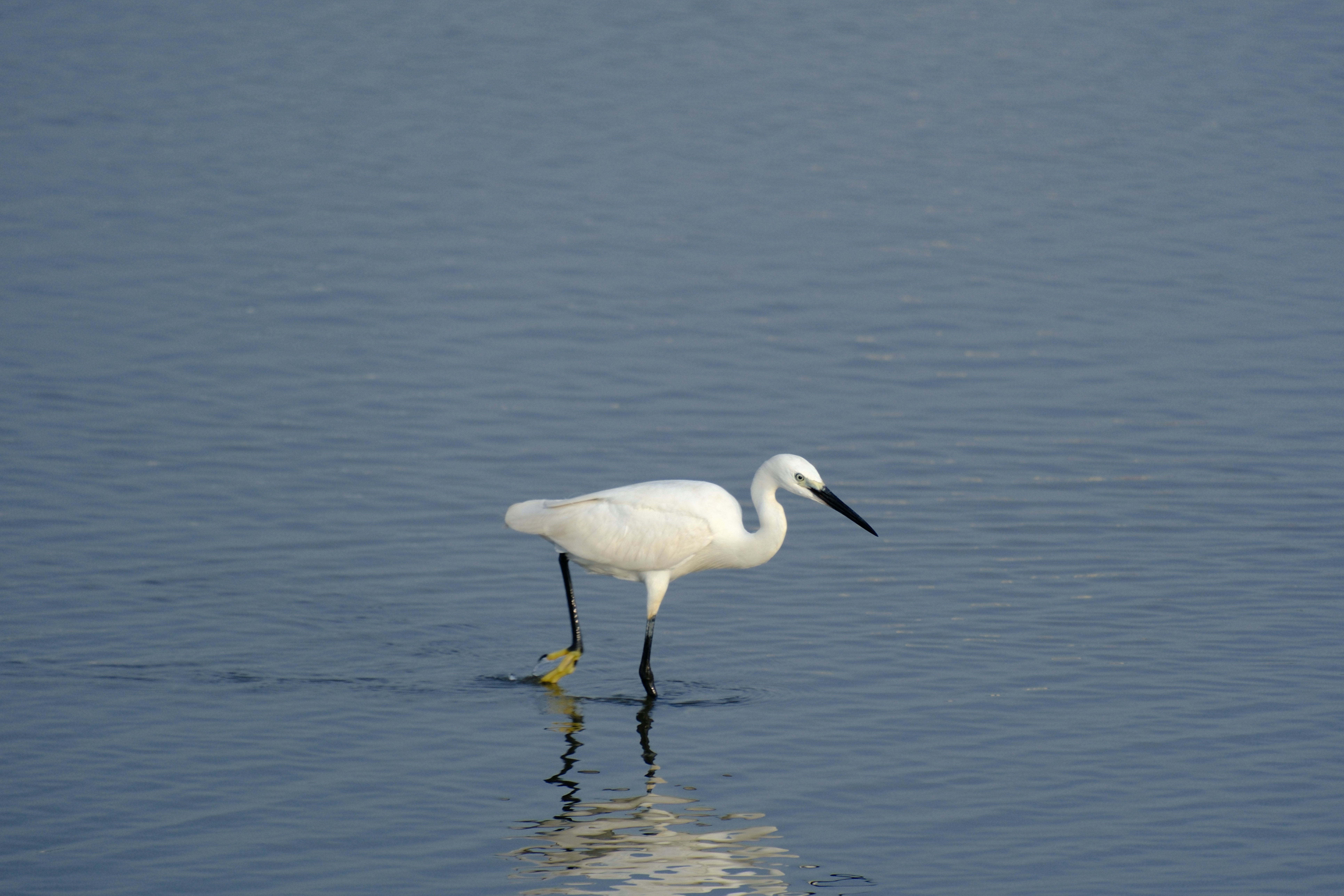 White Egret Wading: A Quiet Moment on Calm Waters