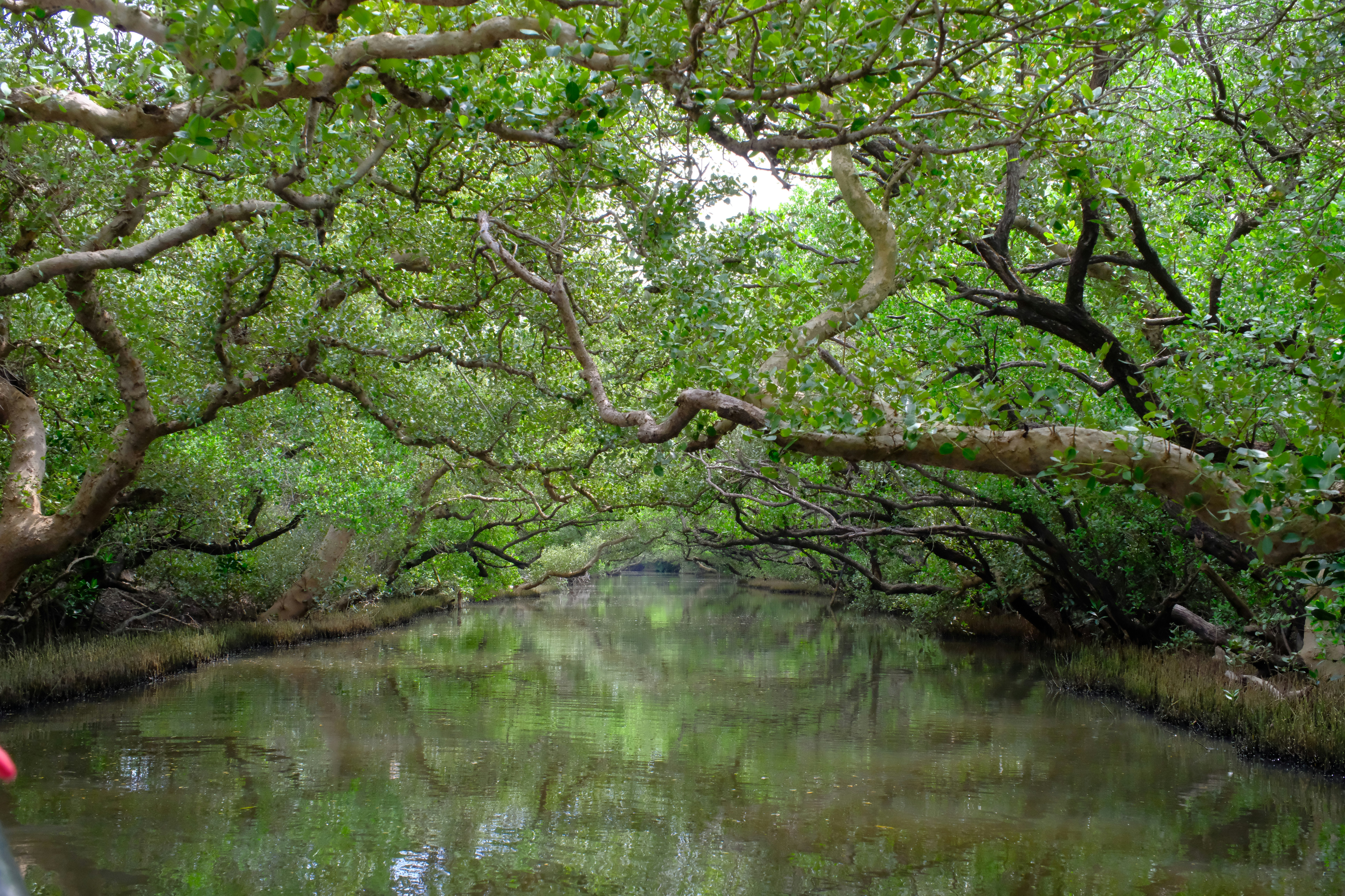 Twisted Mangroves Over a Serene Channel