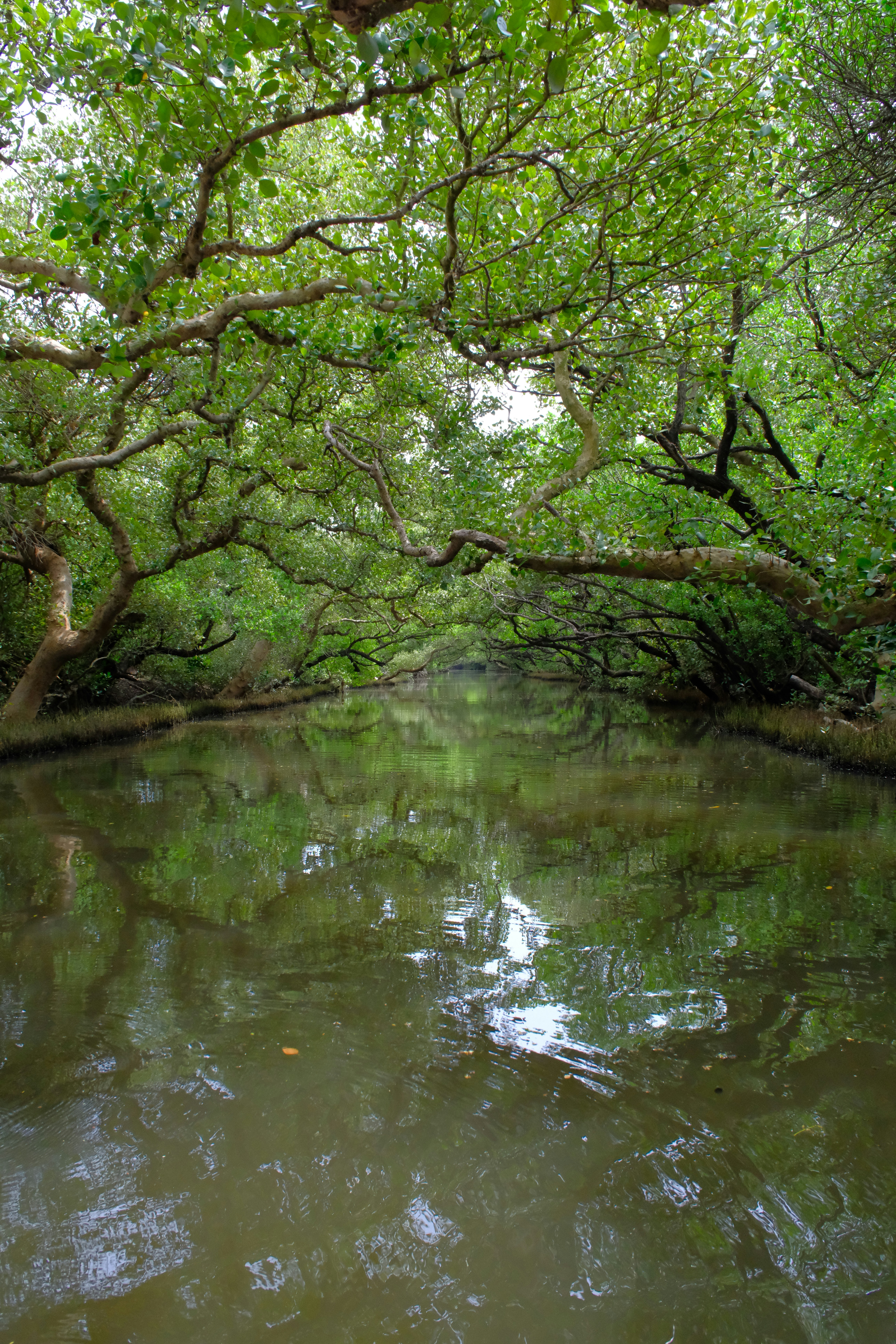 Overhanging Green Corridor over Reflective River