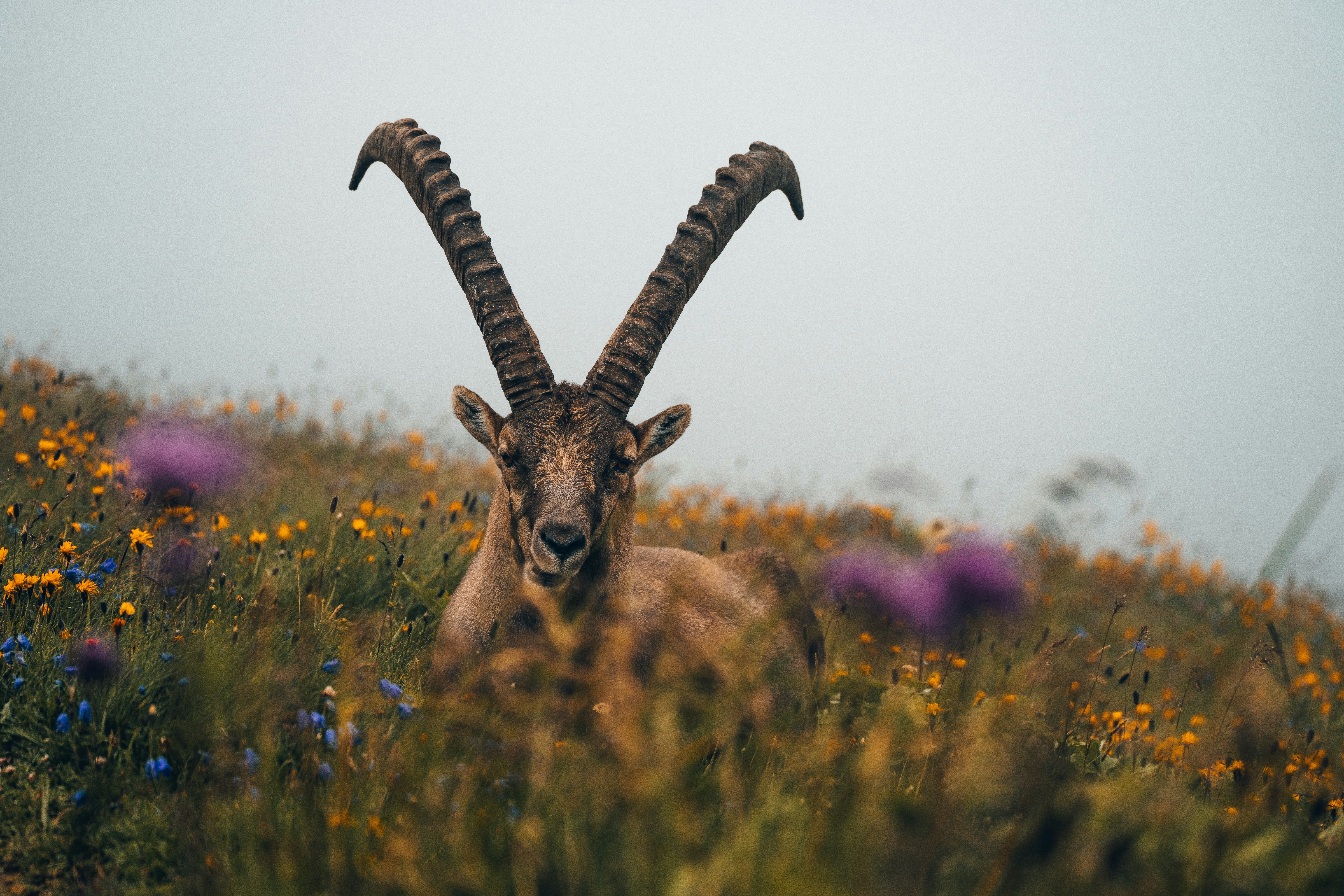 Horned Stag Amid a Meadow of Wildflowers