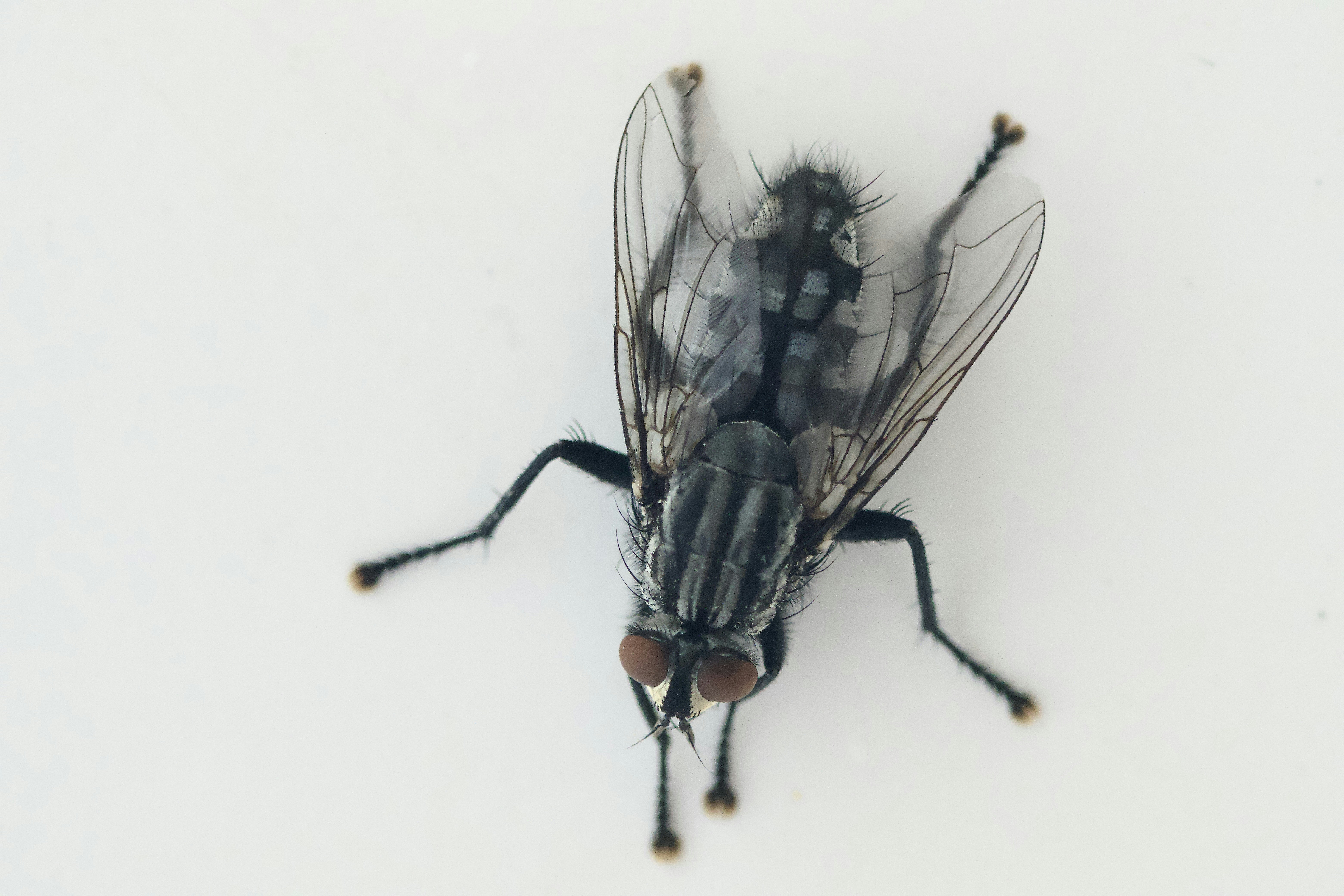 Close-up of a housefly on a pale surface, revealing detailed thorax pattern, wings, and red eyes with tactile texture. A macro study focusing on the insect’s anatomy and contrast against the neutral background.