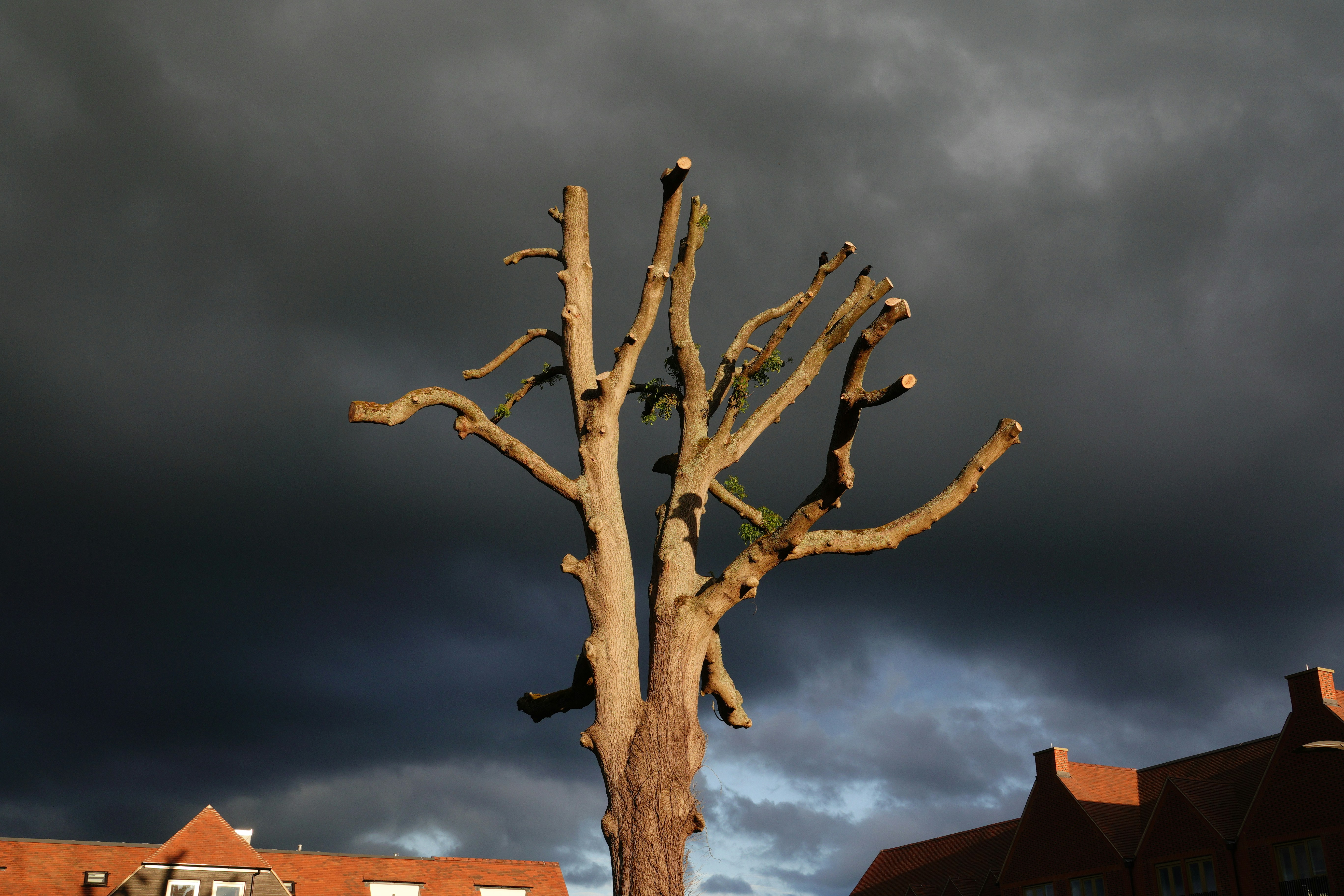 Sunny, Cloudy, mostly dead old Ash Tree Pollarded