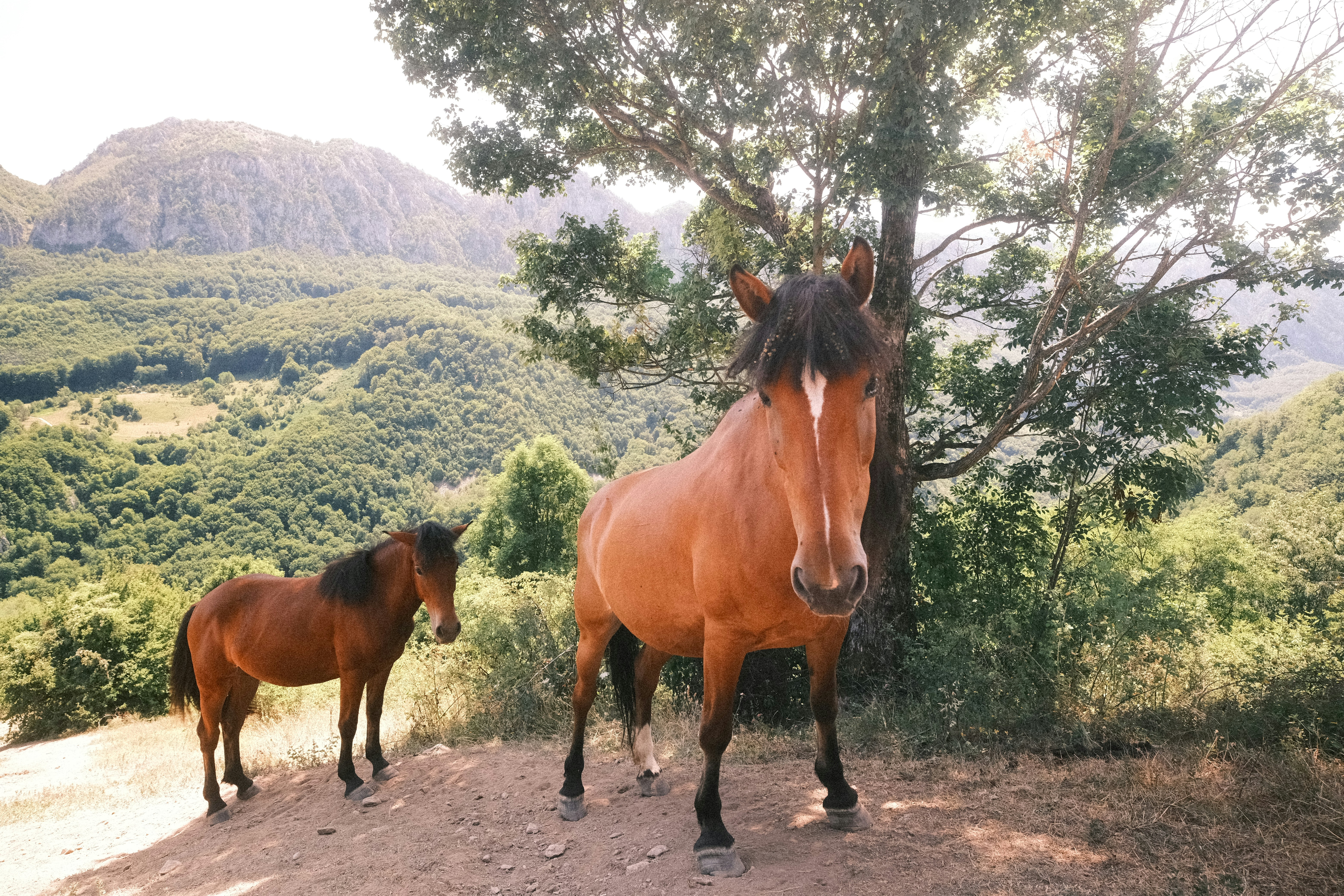 Two horses stand near a dirt path with rolling hills and trees behind them, capturing a tranquil hillside moment.