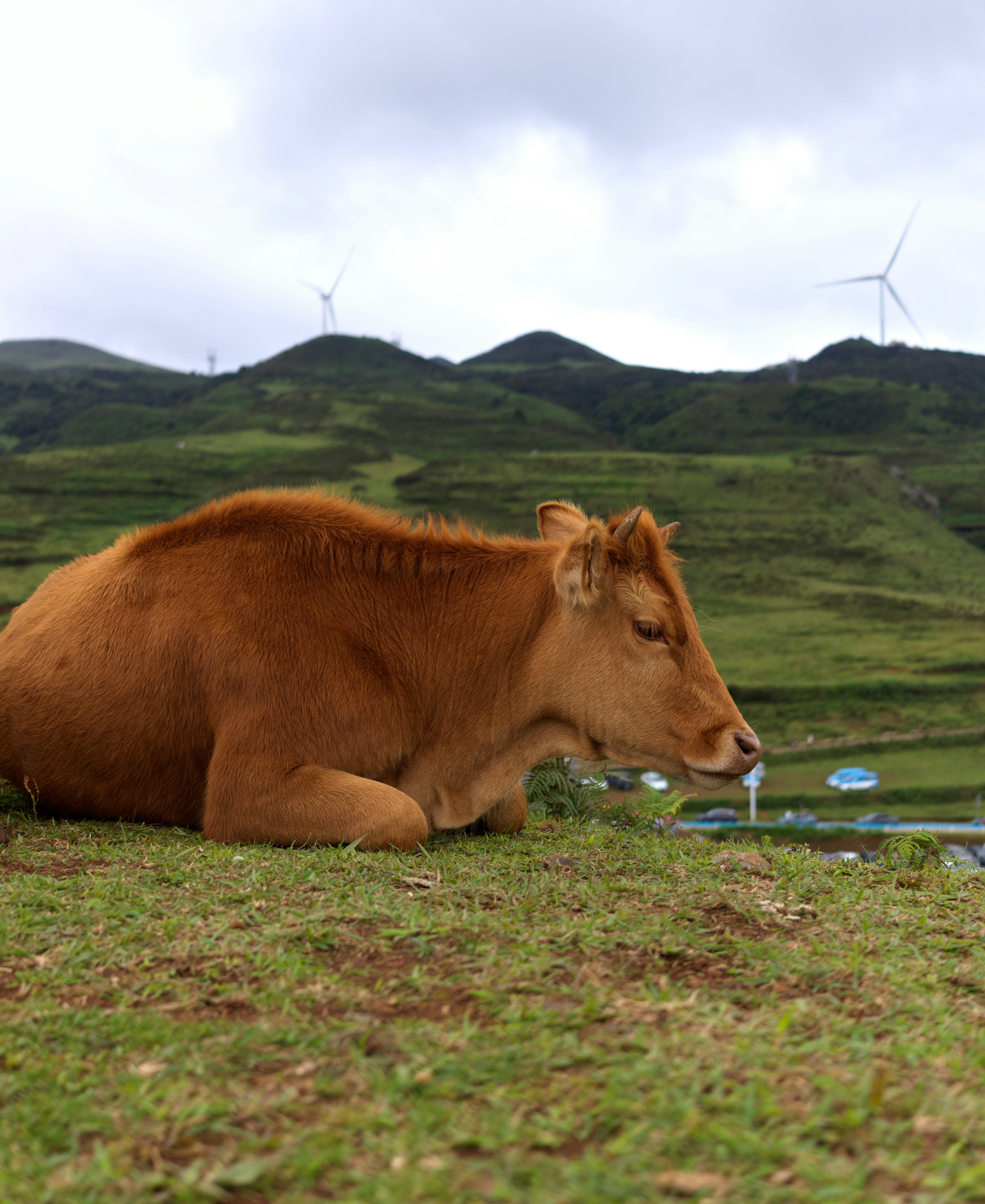 Cozy Red Cow Resting Amid Rolling Green Hills