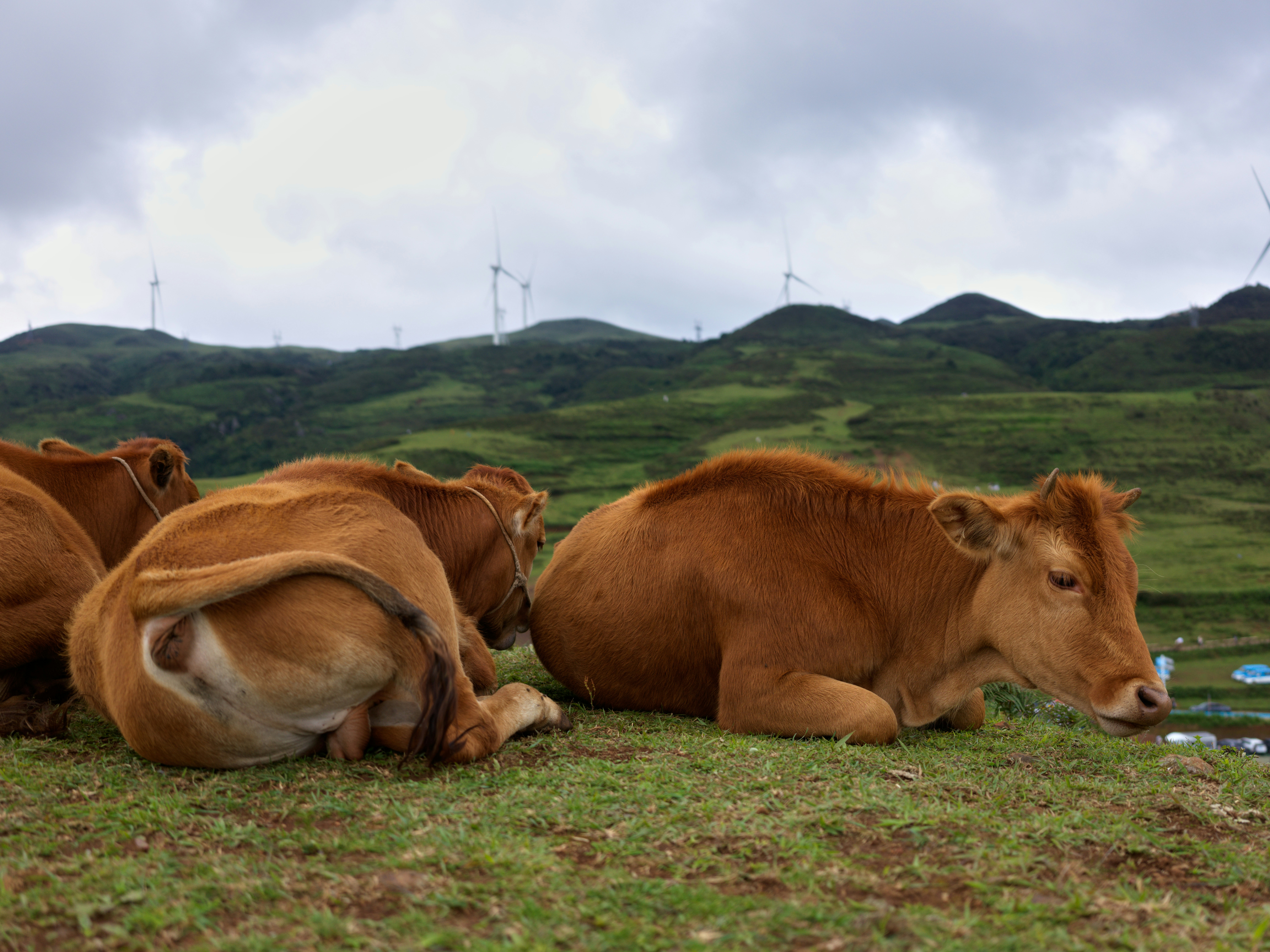 Brown cows resting on a green hill with wind turbines.