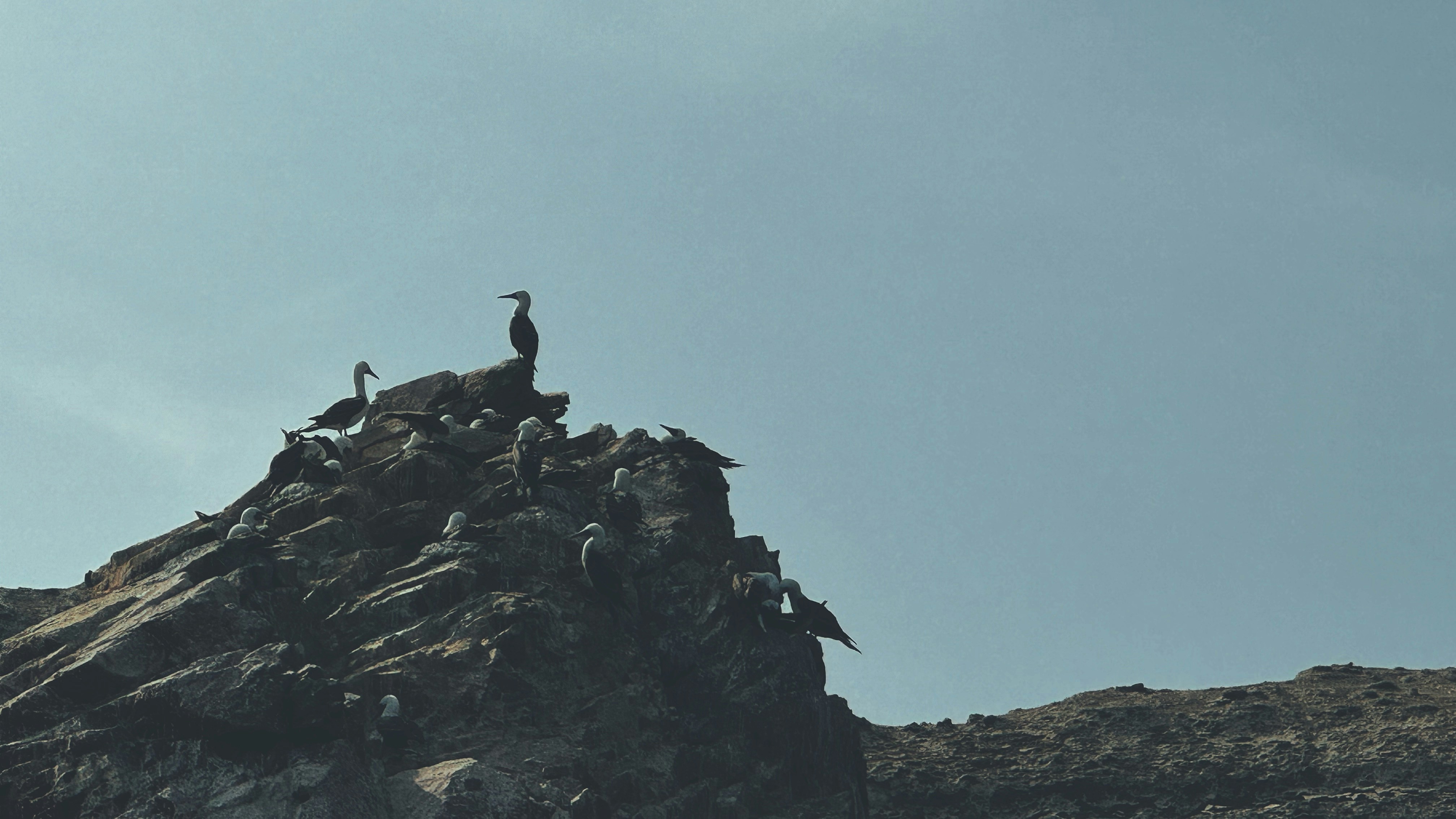 Birds nesting on a rocky island under a clear sky.