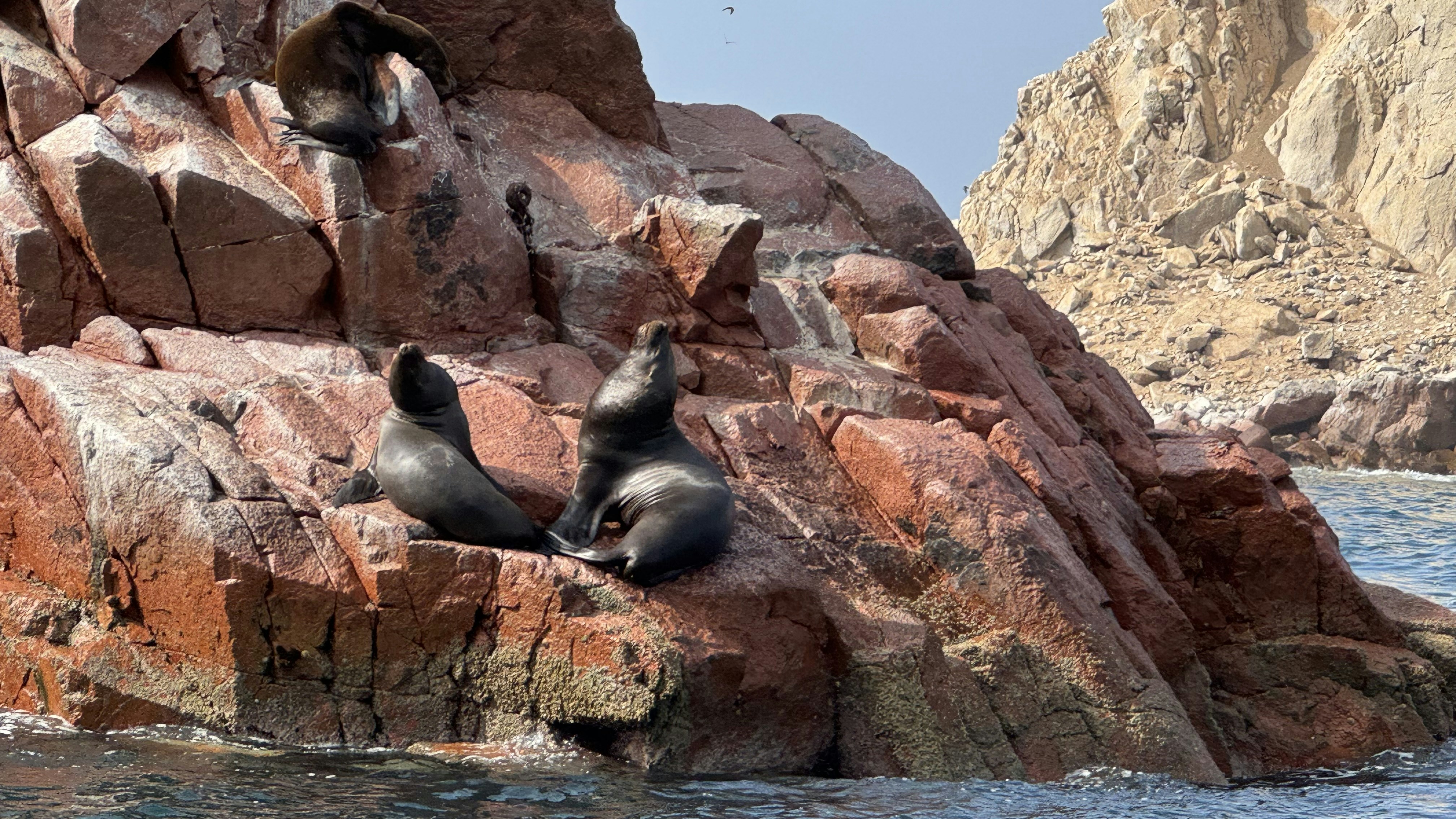 Seabound Seals on Sunlit Red Cliffs