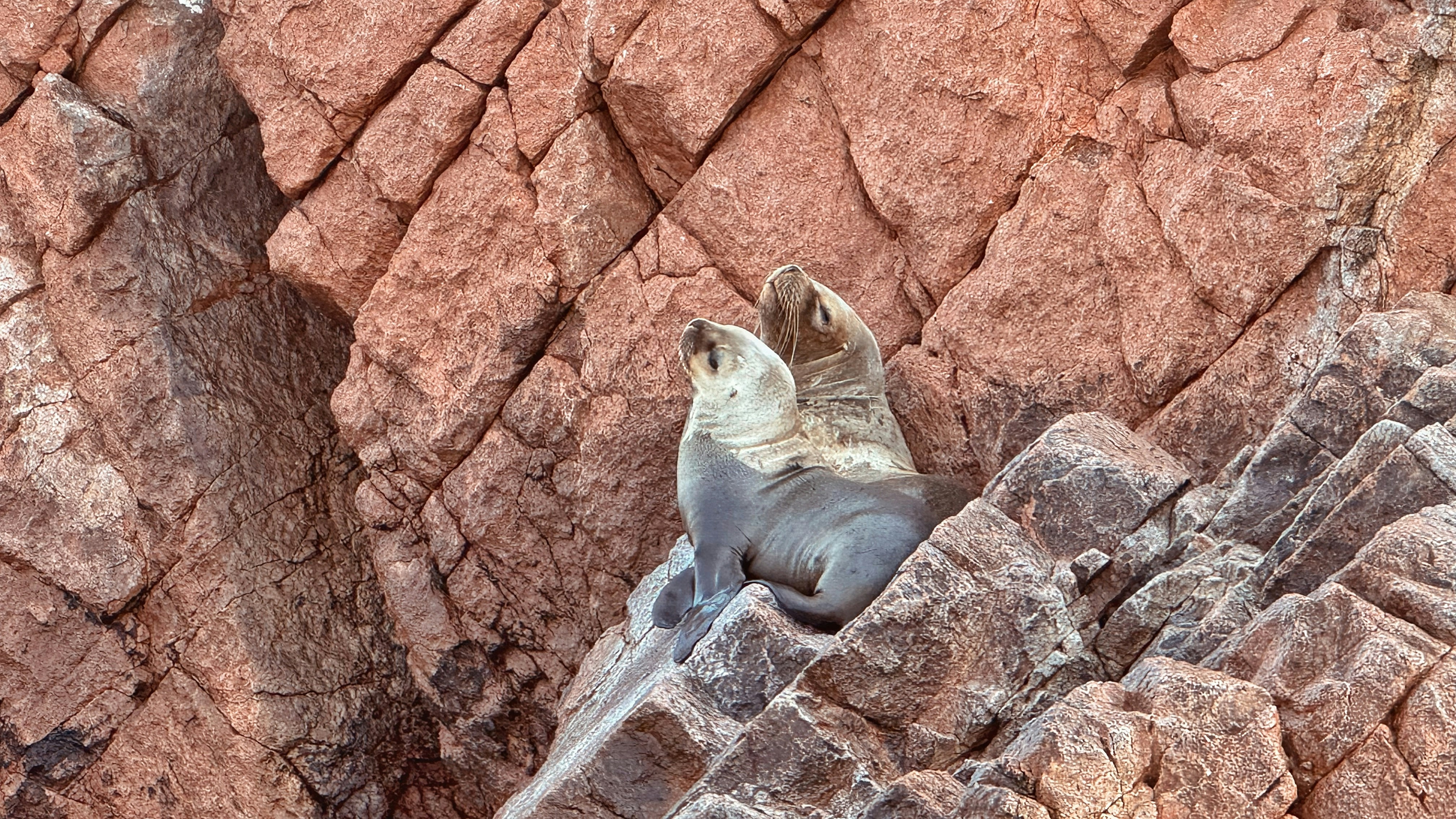 Two Seals Perched on Weathered Red Cliffs