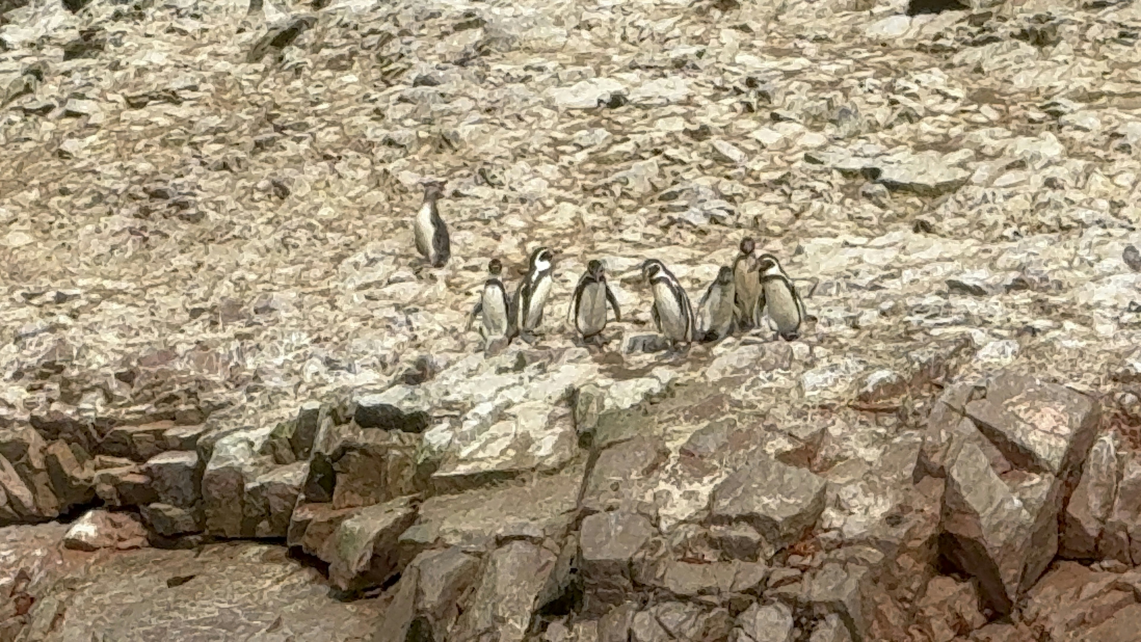 Penguin Assembly on a Shaded Rock Ridge