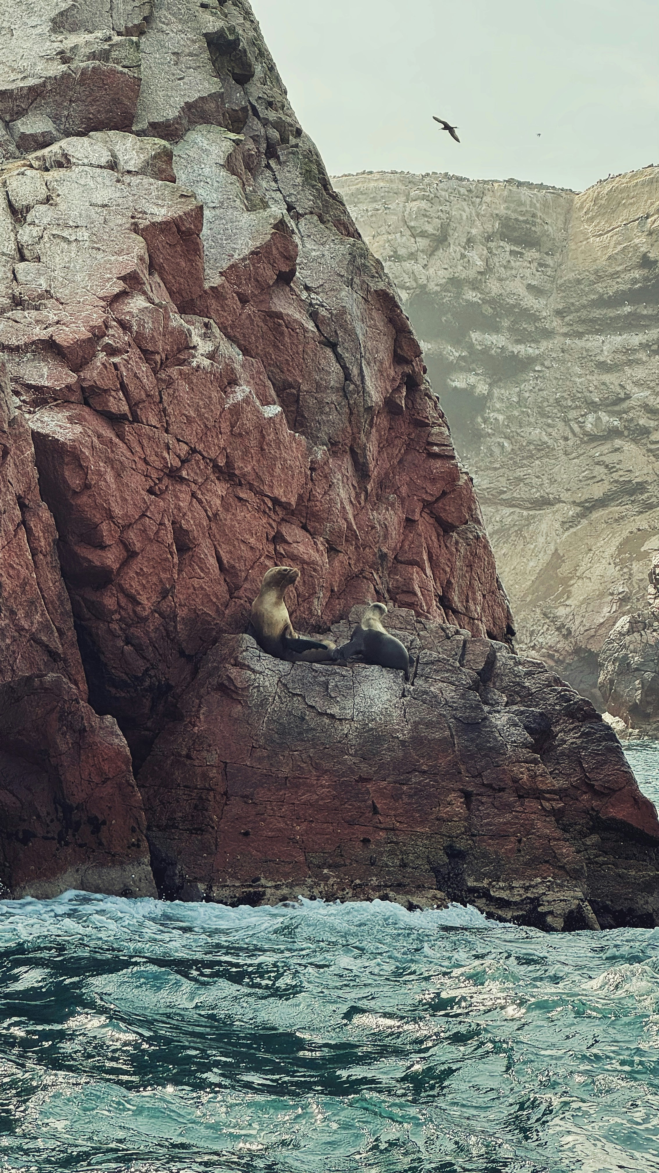 Seals at the Edge: Two Buddies Resting on a Sea-Weathered Cliff