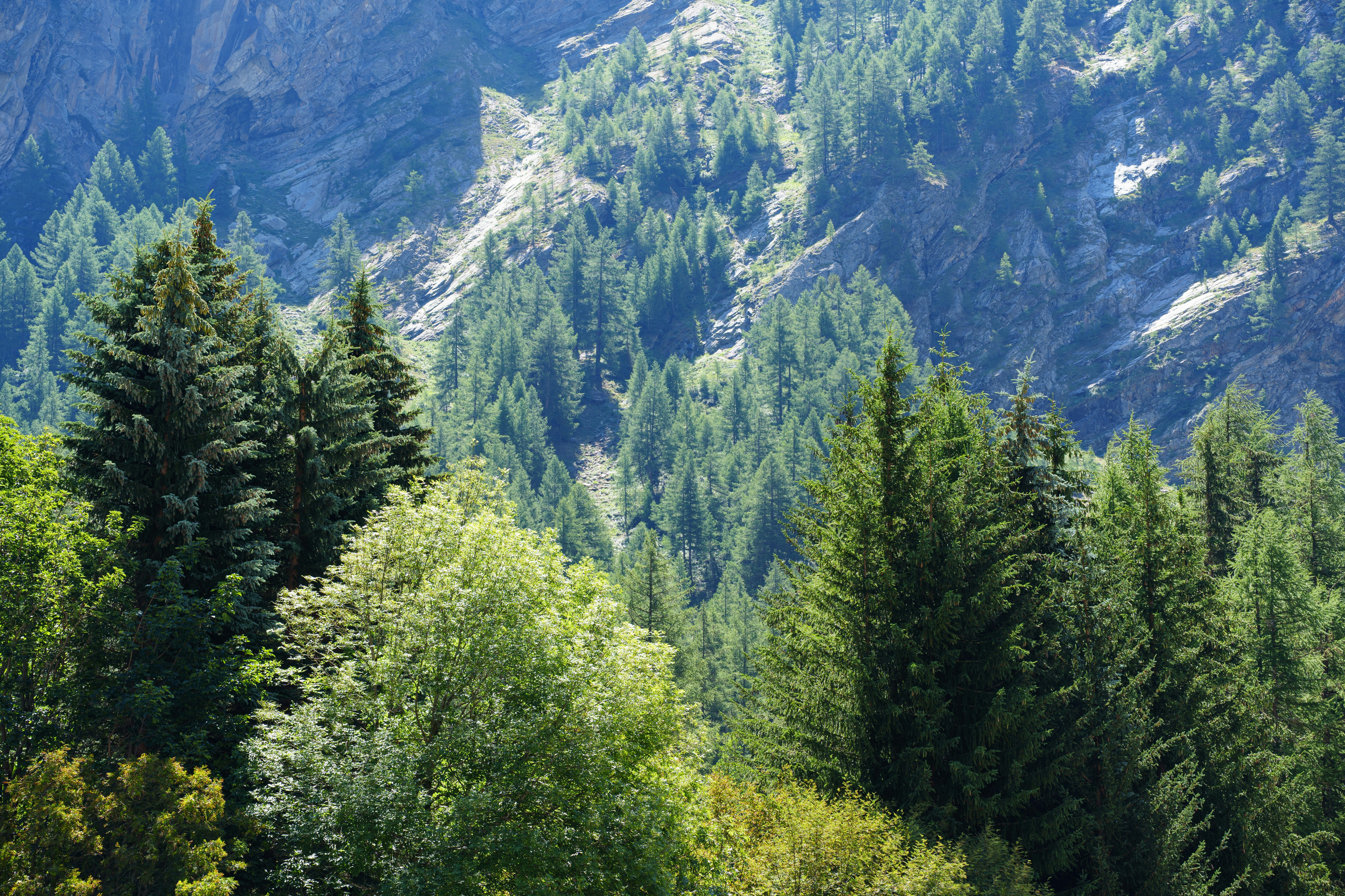 Conifer Ridge beneath a Blue Alpine Pass