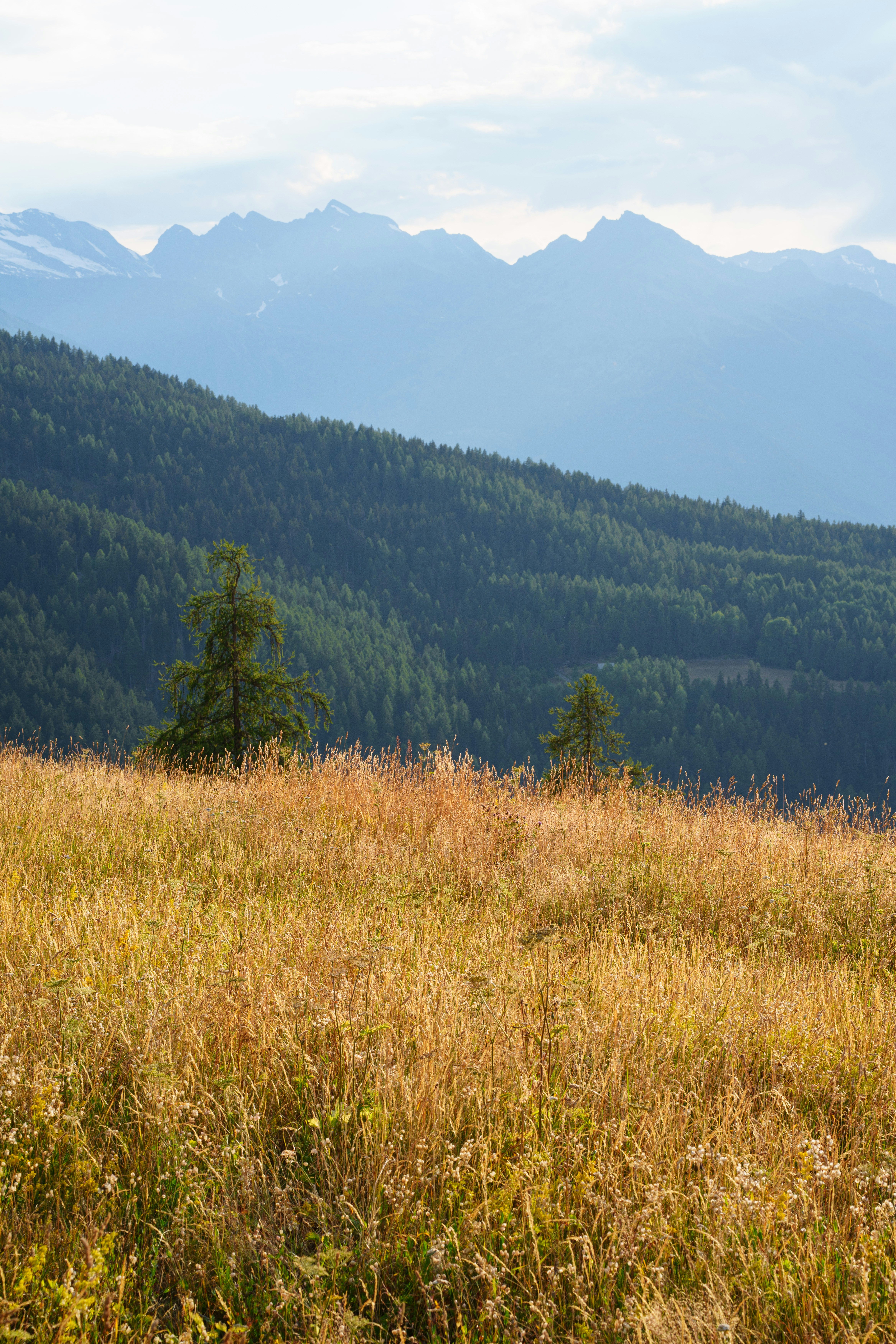 Golden meadow beneath a Blue Ridge: Wild grasses and distant peaks