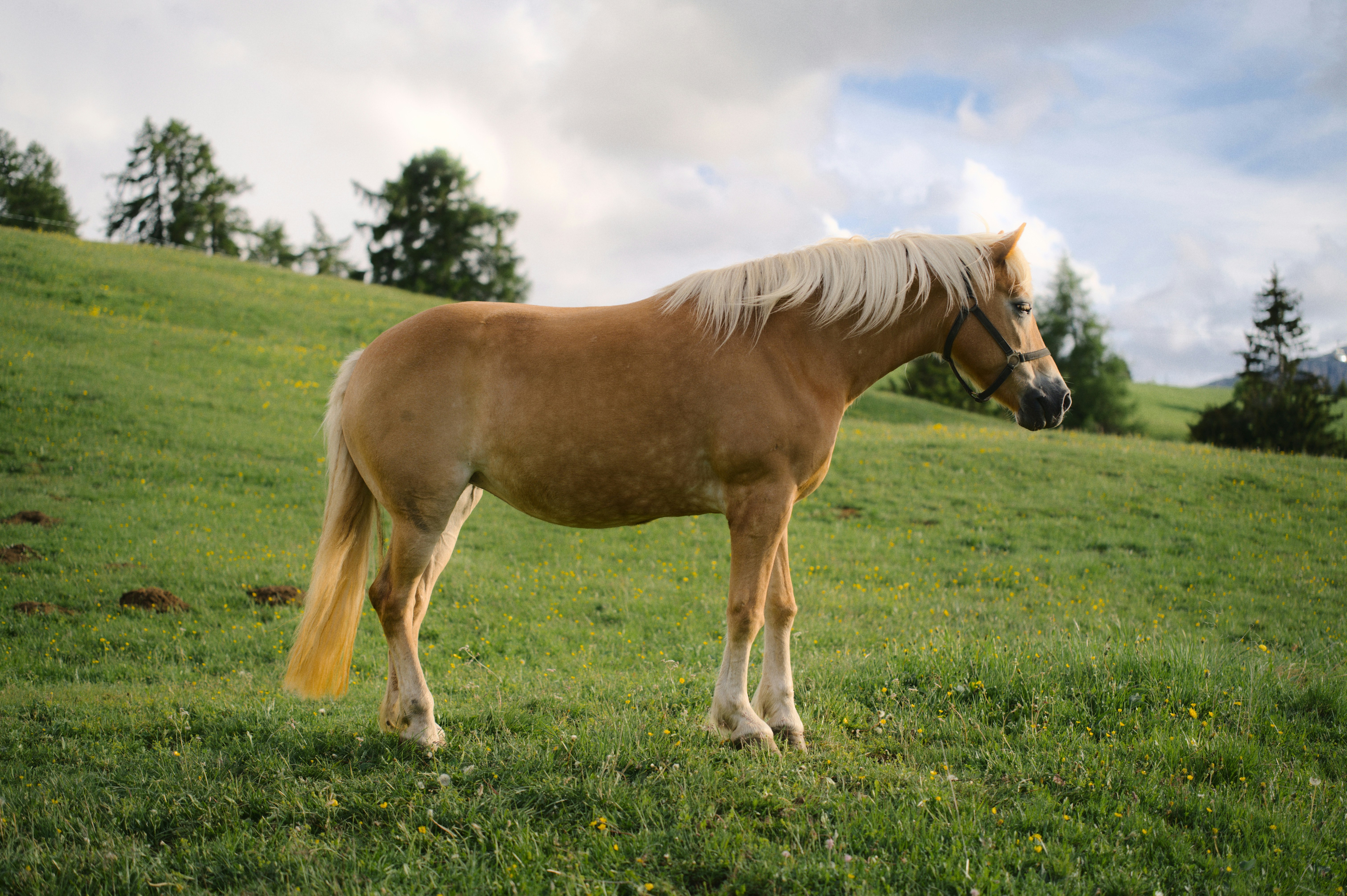 Golden Equine in a Green Quiet: A Meadow Portrait