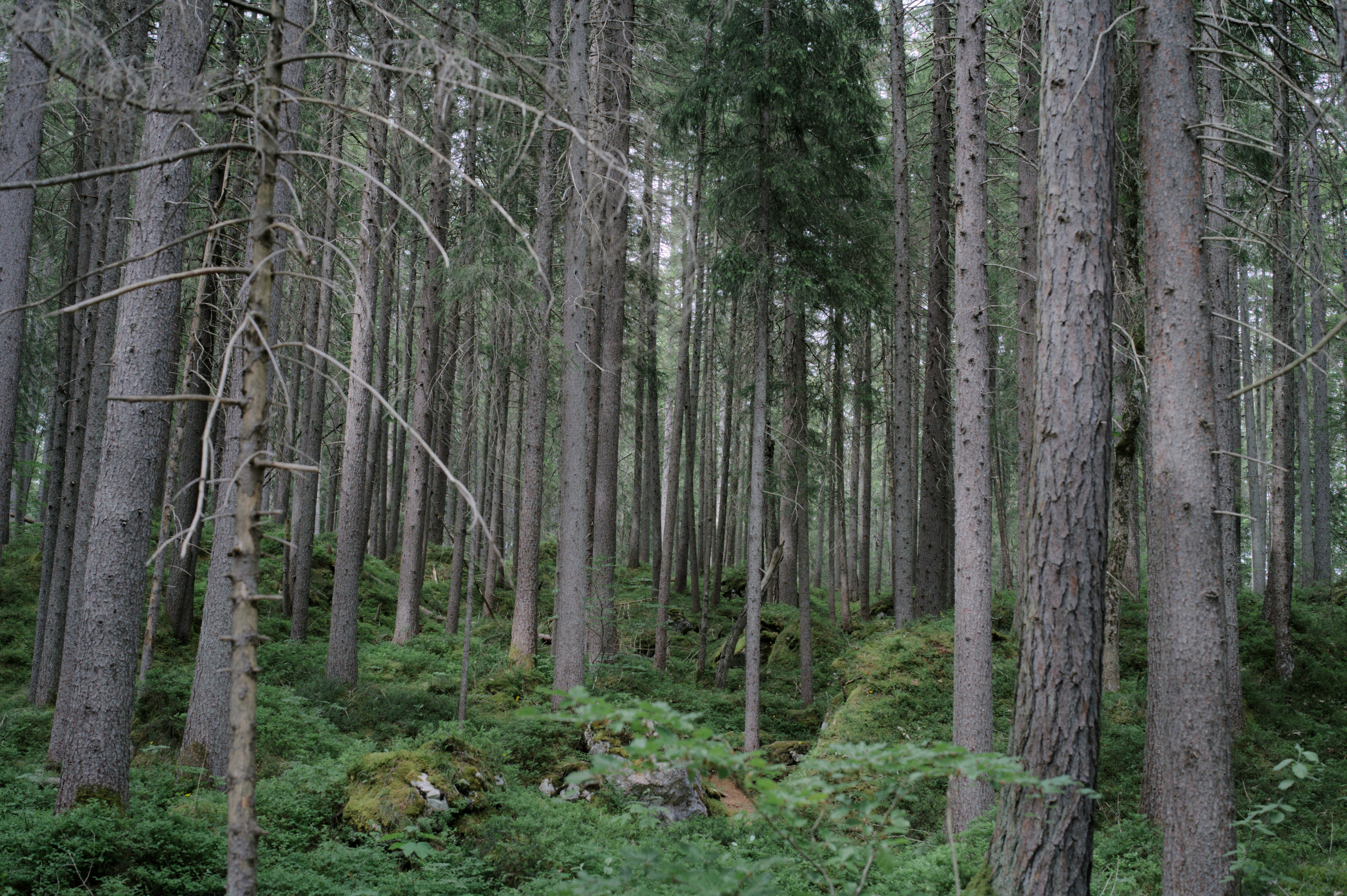 Emerald Cathedral: A Quiet Spine of Pines
