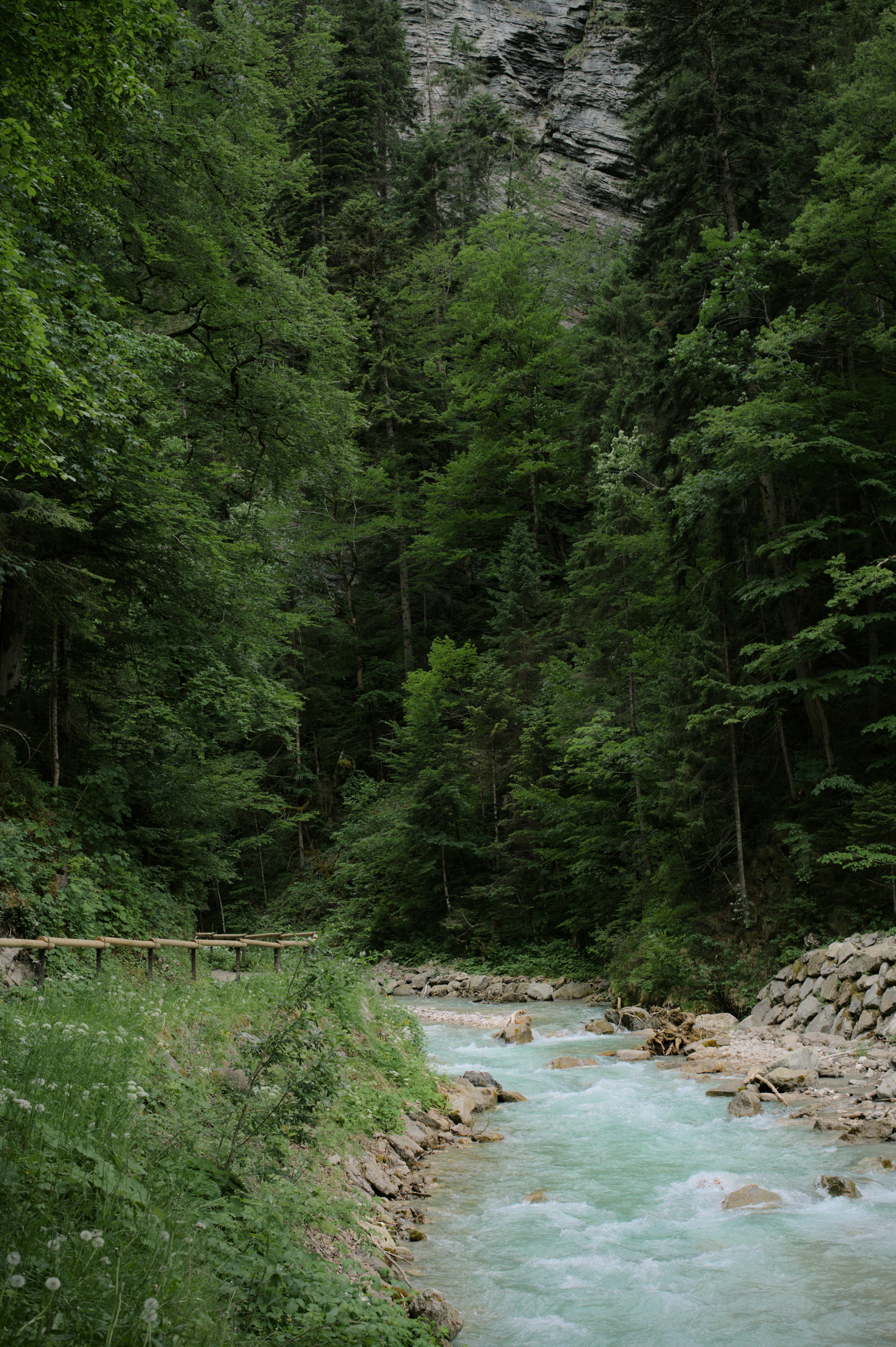 Carved River Corridor Through Alpine Pines