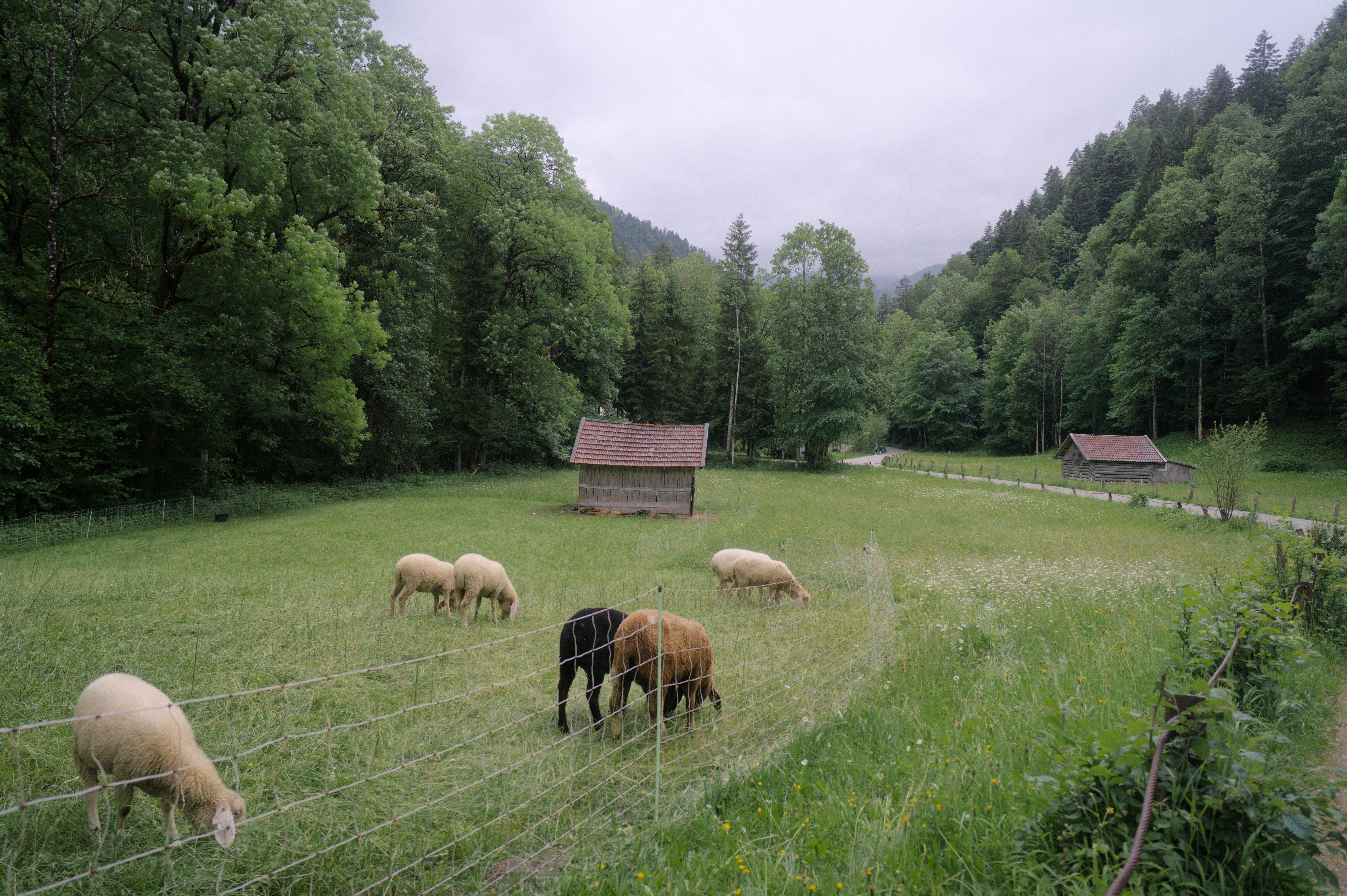 Pasture at Rest: A Gentle Herd in a Mountain Meadow