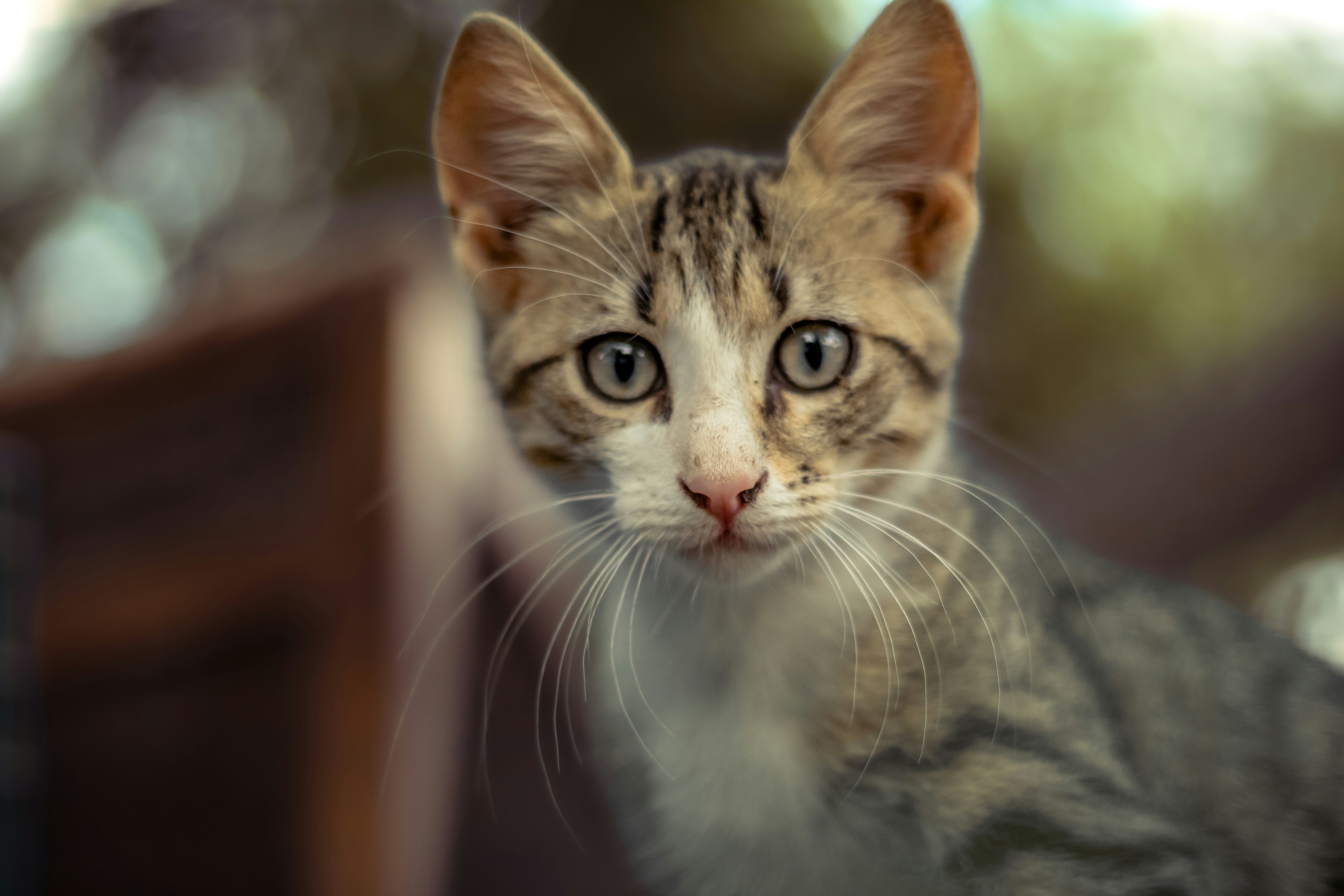 A curious tabby kitten peers into the camera with a shallow backdrop and warm bokeh. This image captures a pet portrait with gentle separation and natural light.