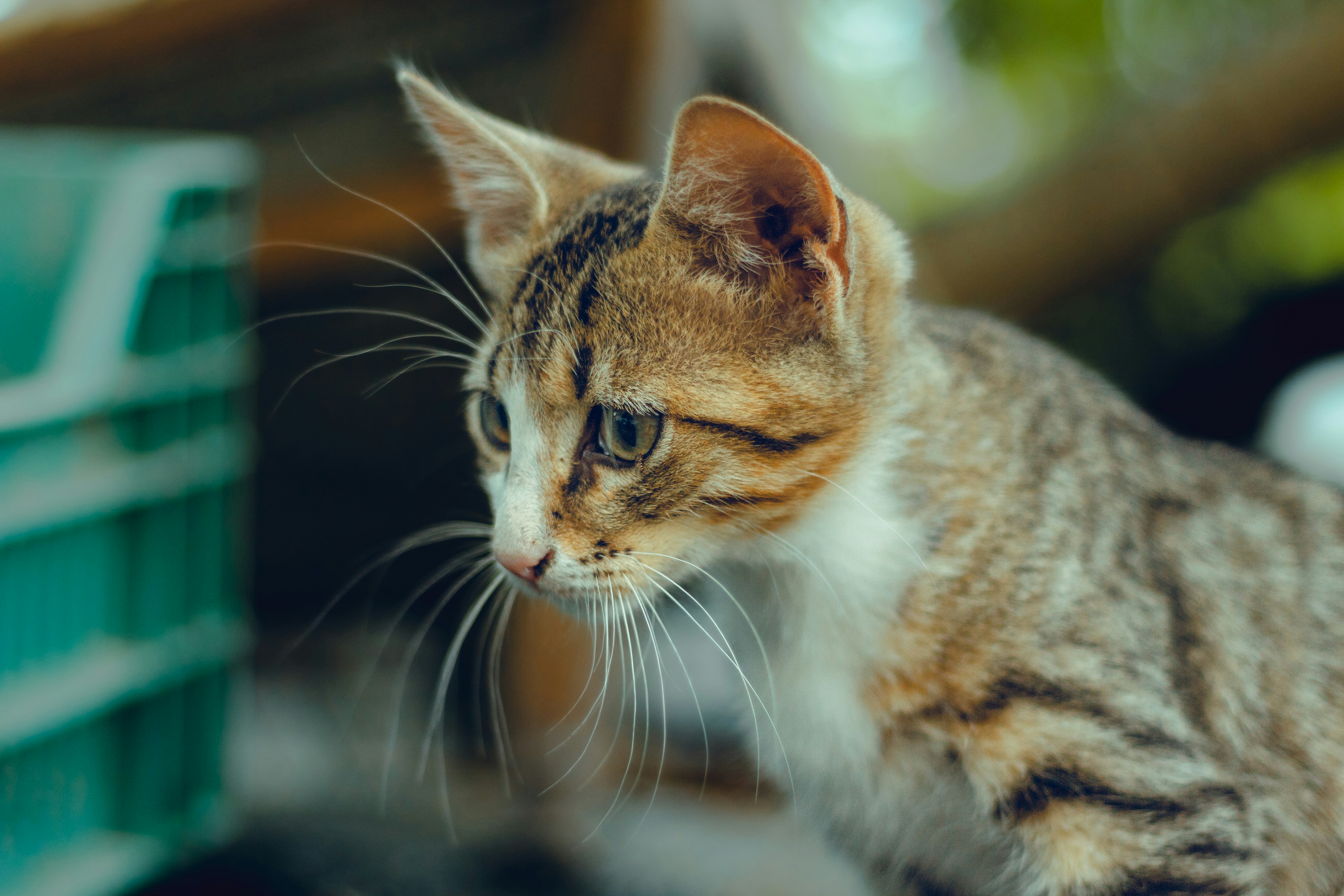 Curious Cat Paused at the Edge of the Frame