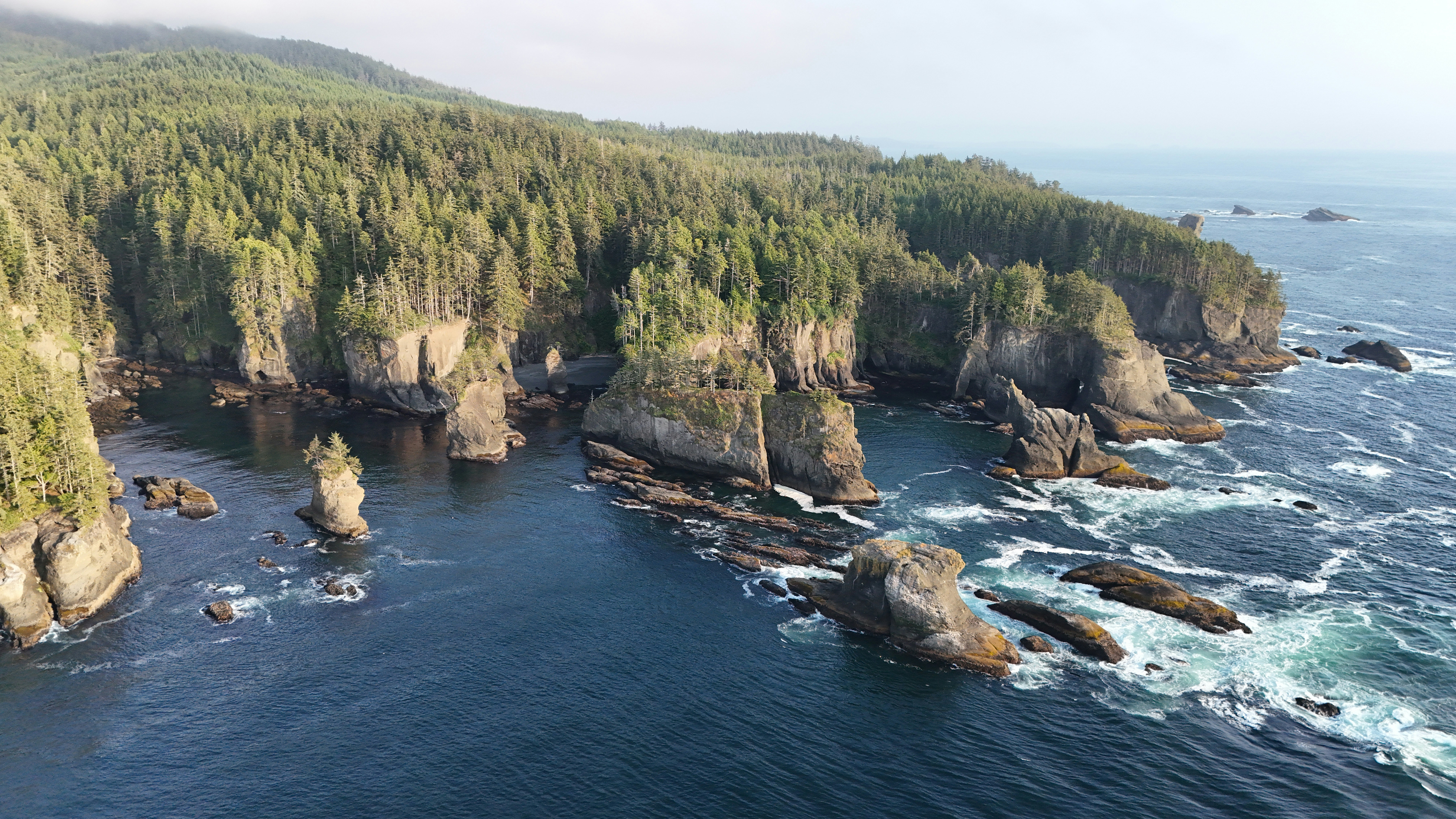 Cliffline Serenade: A Coastal Forest Meeting the Atlantic