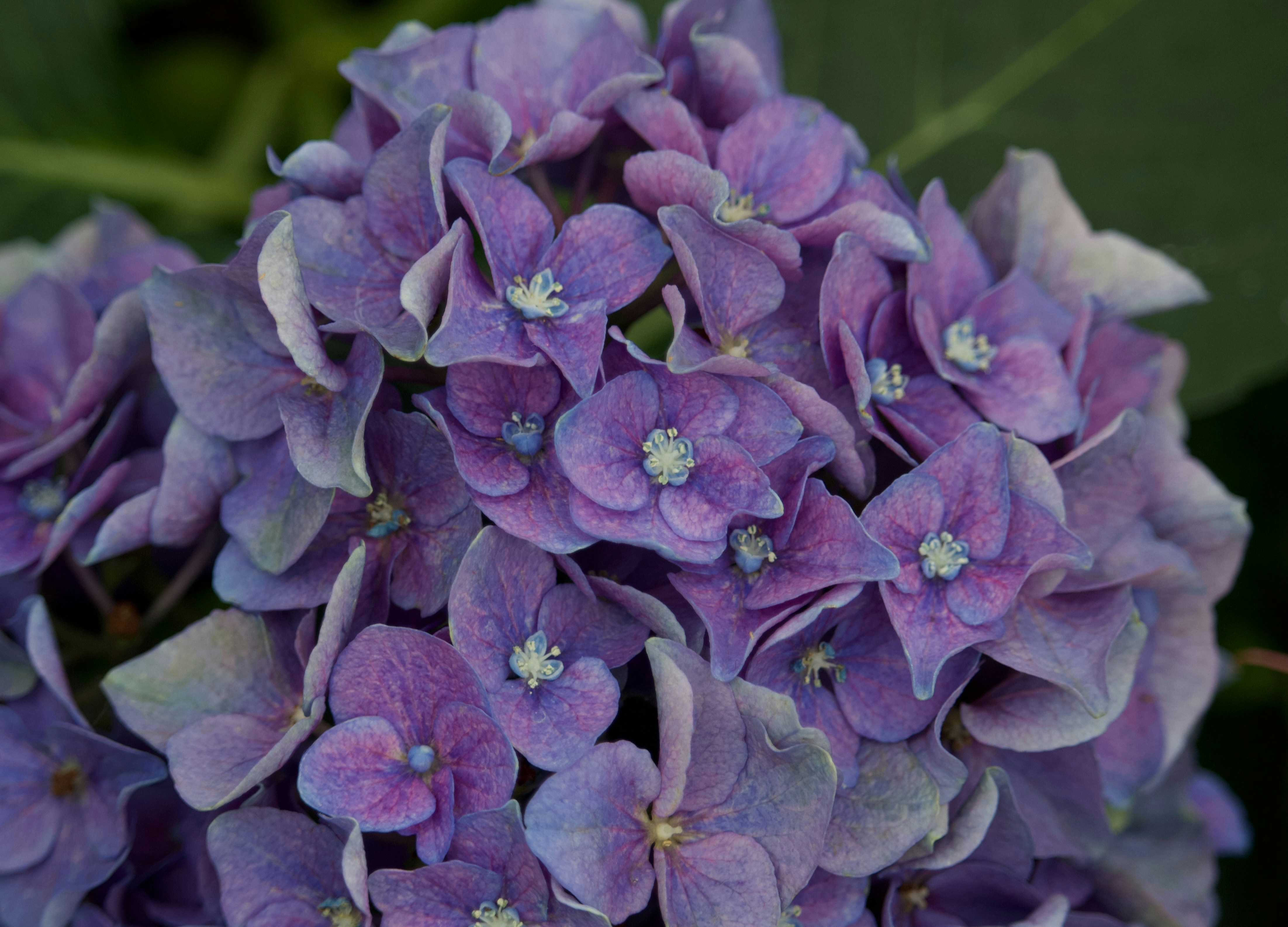 Lavender Hydrangea Crown: a close embrace of petals