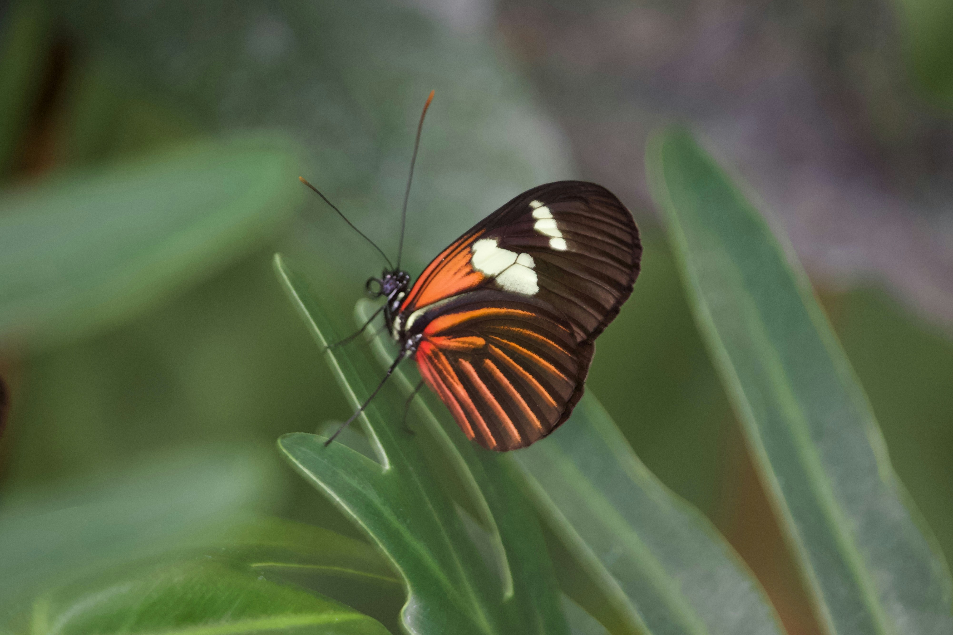 Delicate Monarch on a Verdant Stage