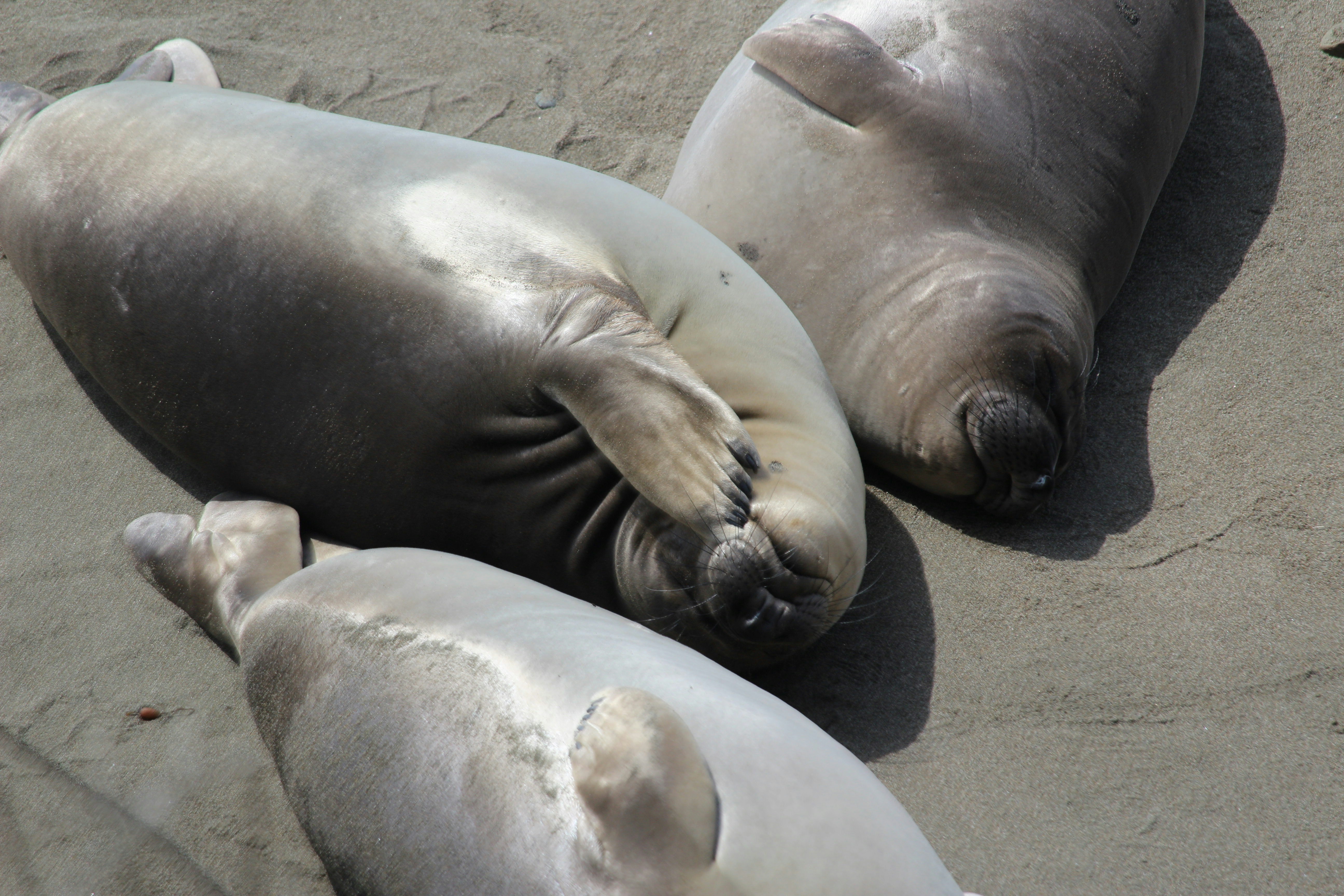 Triplet of Seals Reposed on Sun-Warmed Shoreline