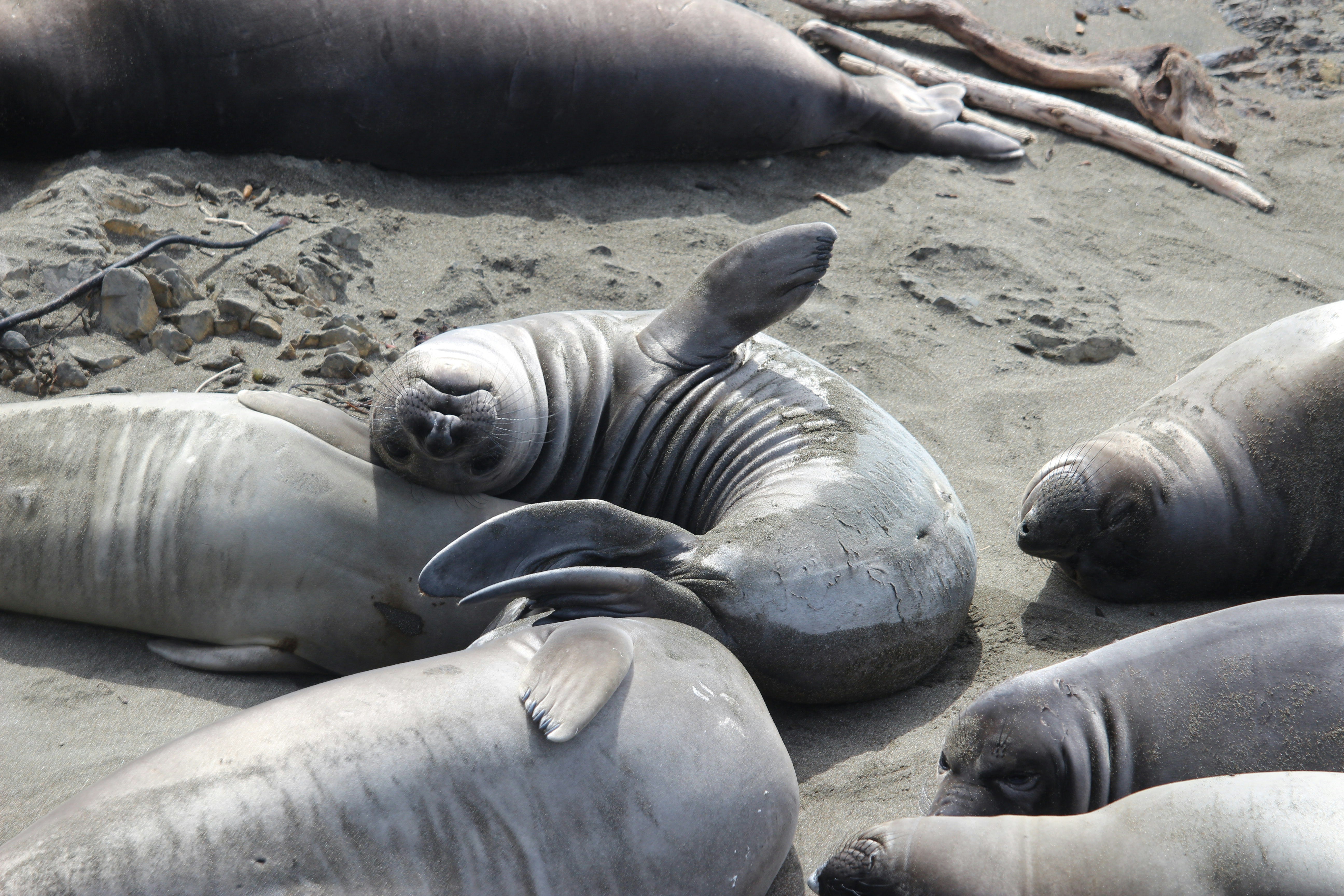 Sunlit Harbor Choir: A Ring of Sleepy Seals