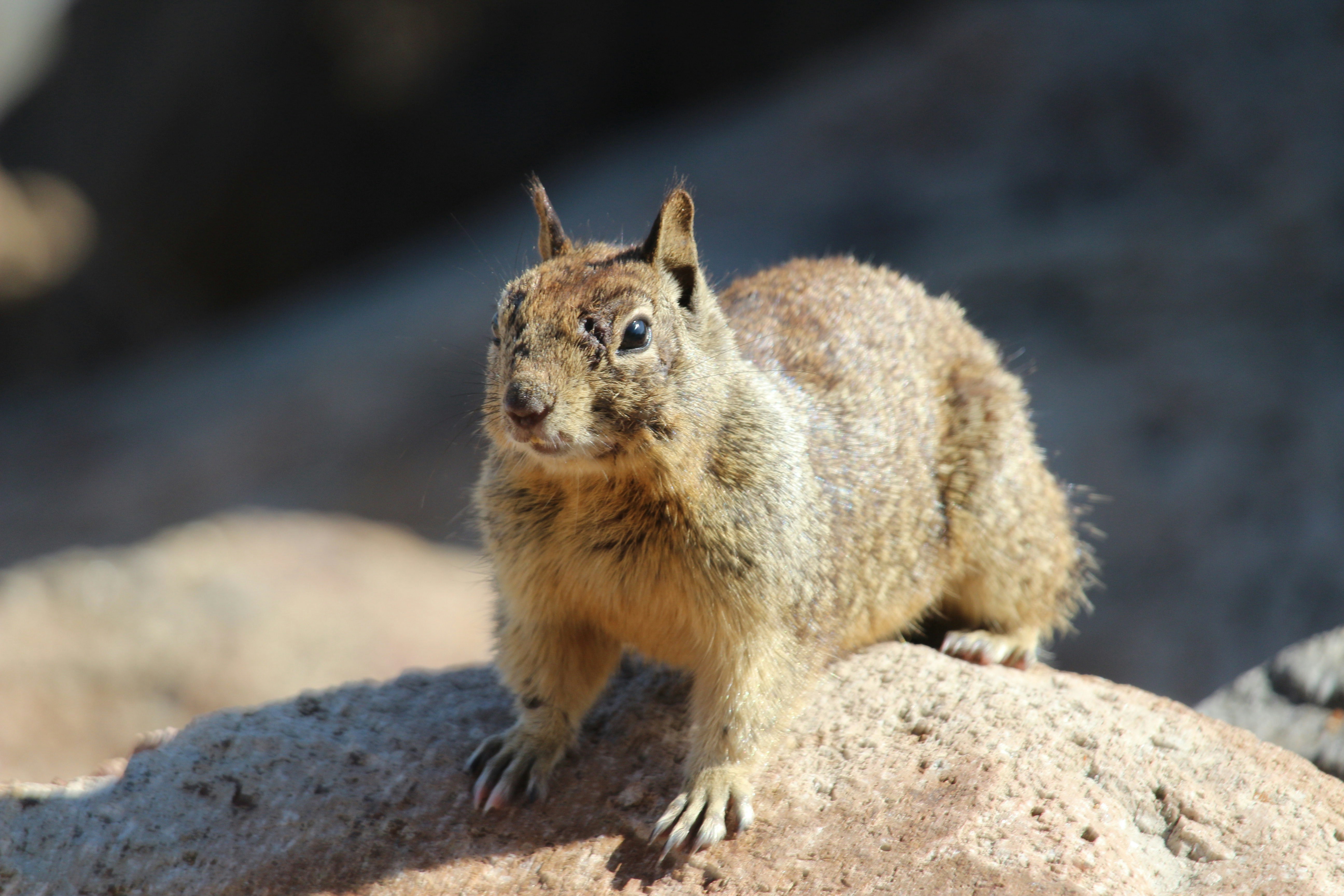 Curious Ground Squirrel Perched on a Sunlit Boulder