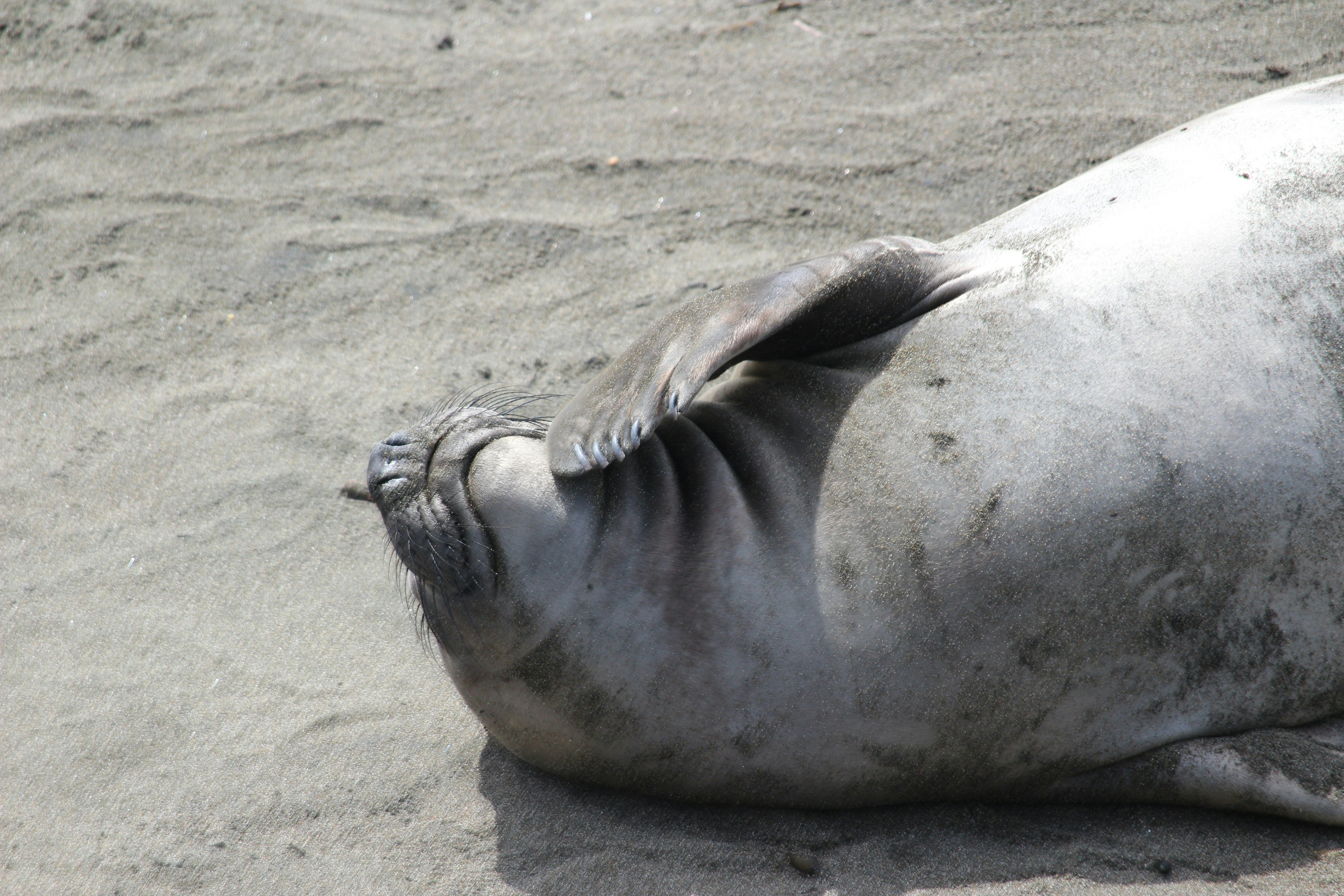 Shorebound: a sleeping seal on sun-warmed sand