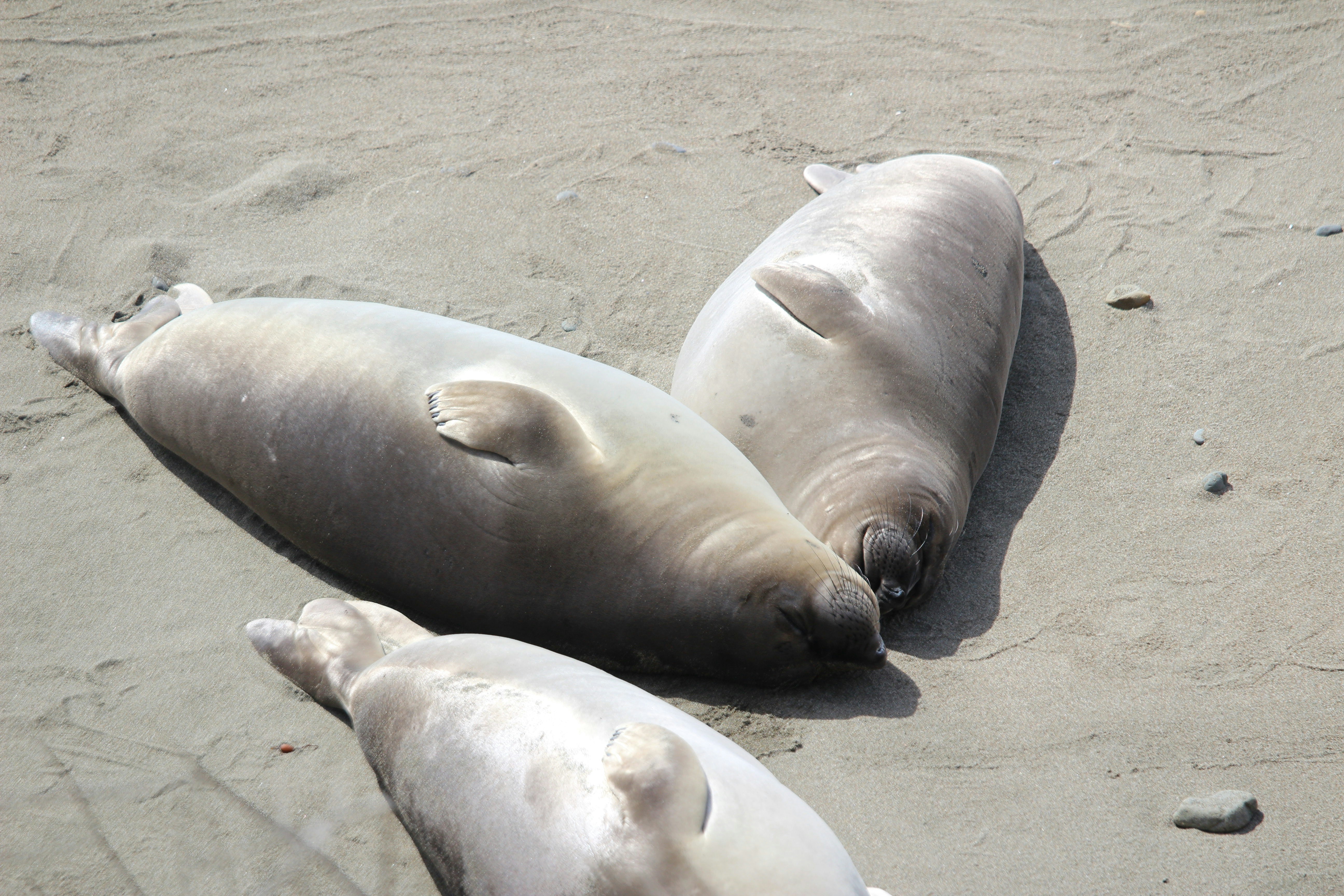 Three resting seals on sunlit shoreline