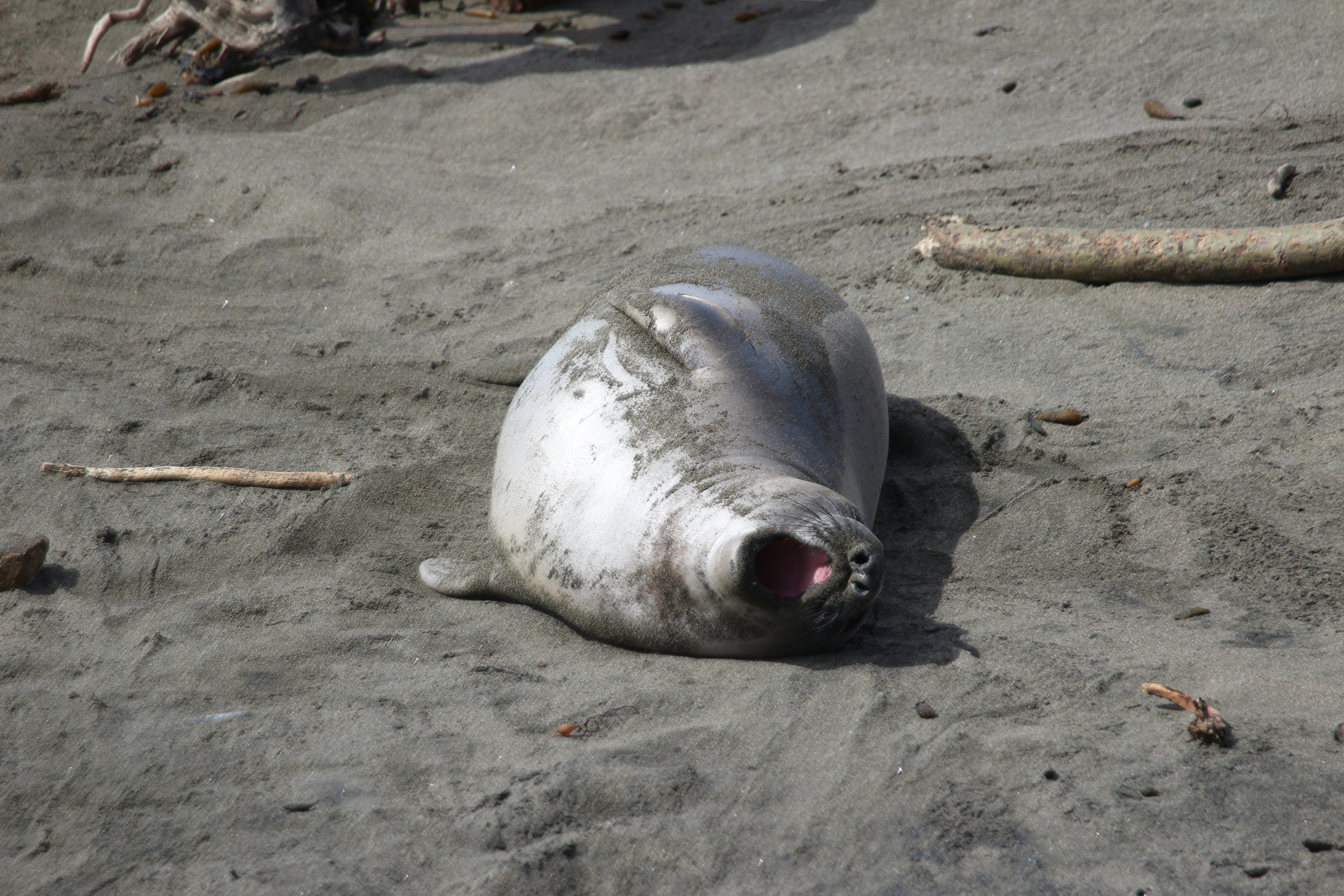 Stranded Seal Calms the Shoreline
