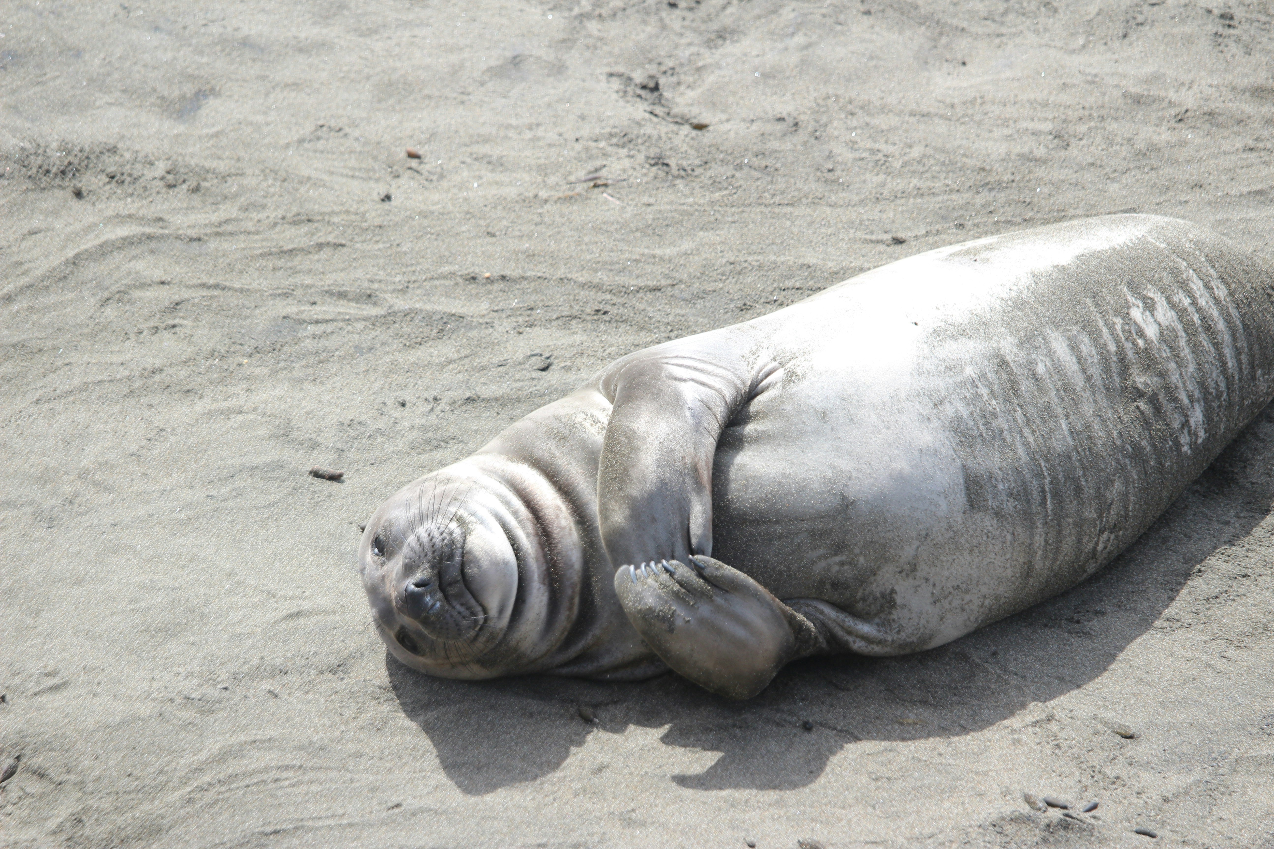 Resting in the Sand: A Sealed Moment of Coastal Quiet