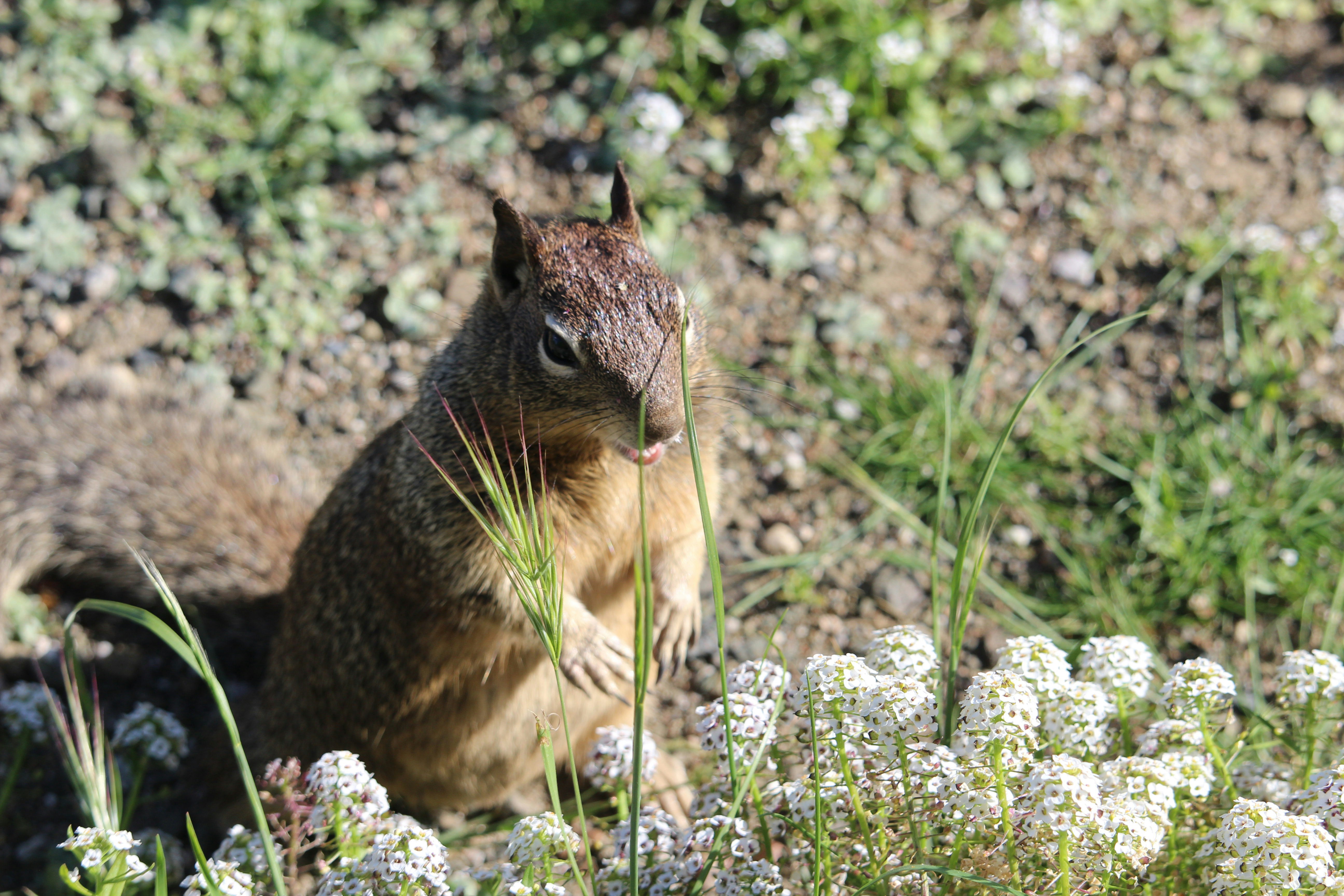 Squirreling Focus: A Quiet Moment Among White Blooms
