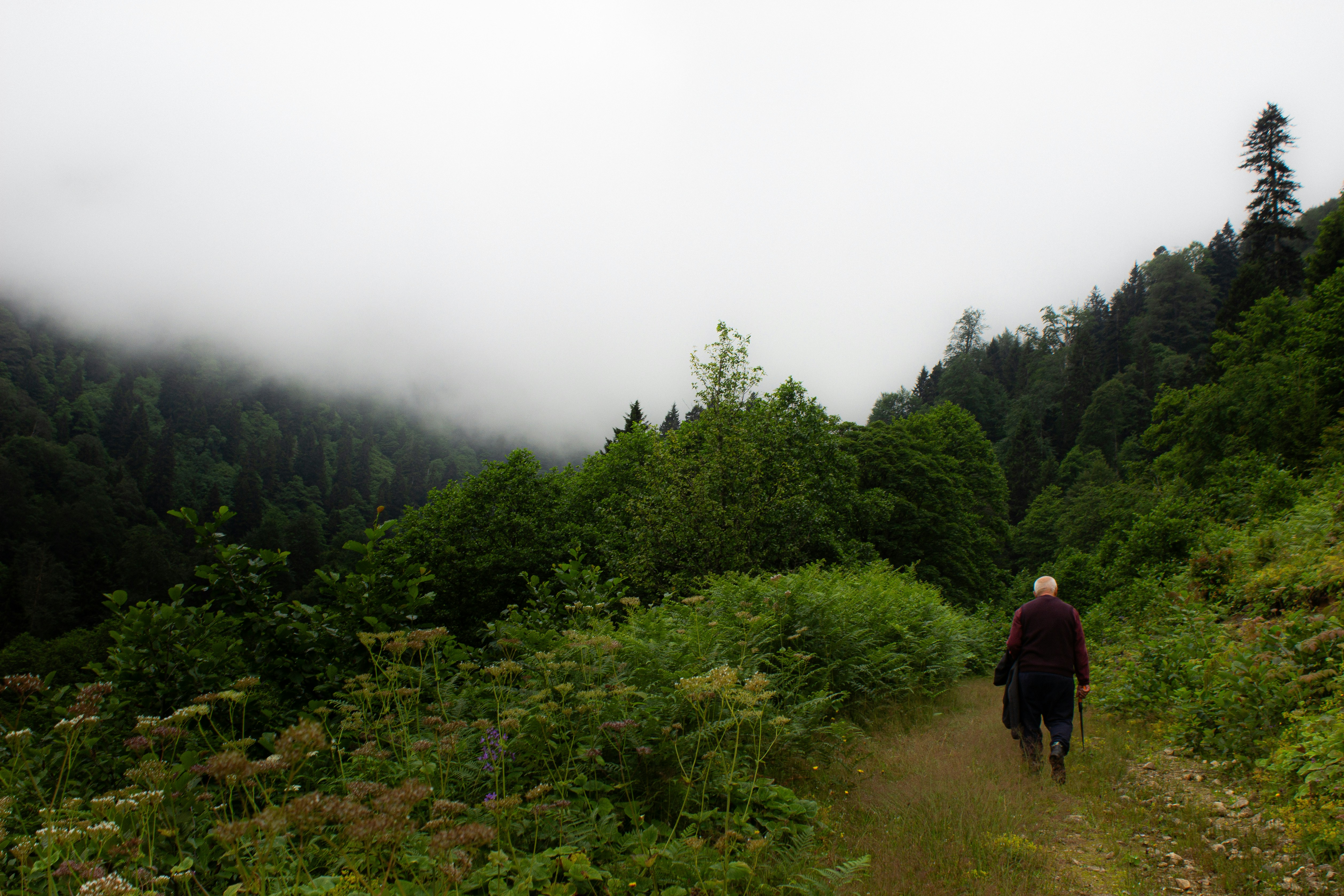 Path Through Mist: A solitary figure Trekking Toward the Fog