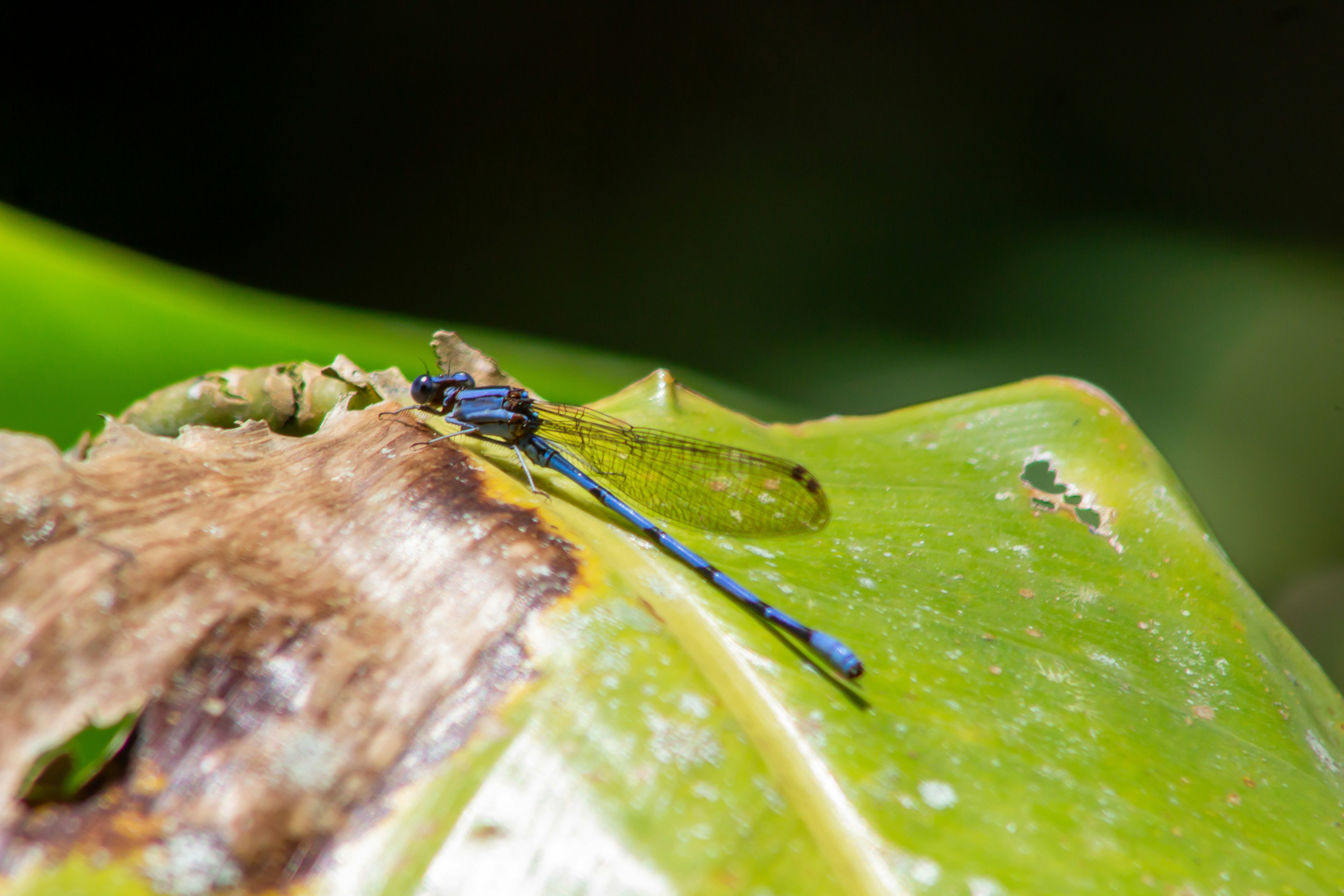 Blue-tailed Dragonfly on a Leaf: A Quiet Moment of Detail