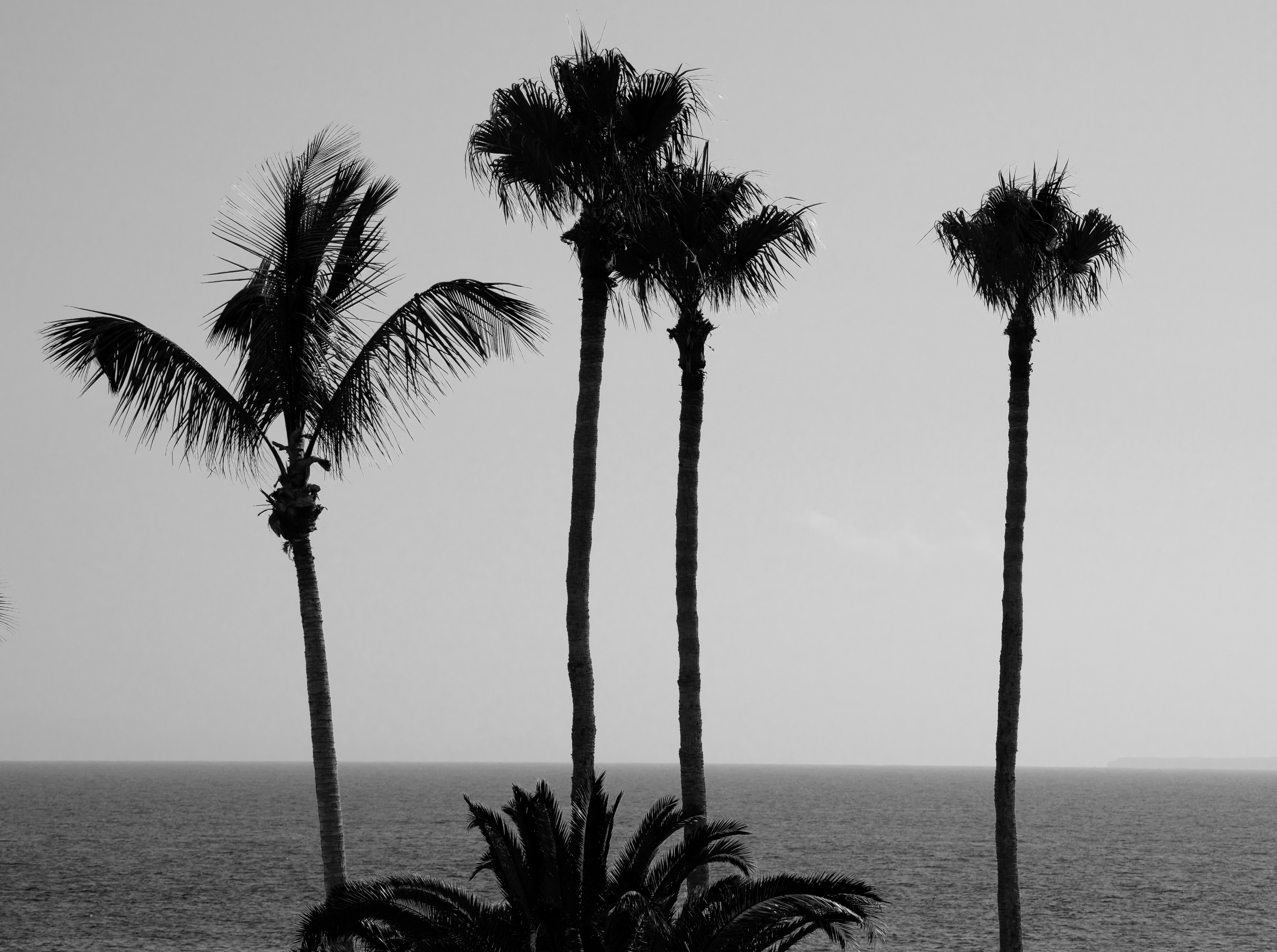 Tall silhouettes at sea: a quiet, sunlit palm silhouette